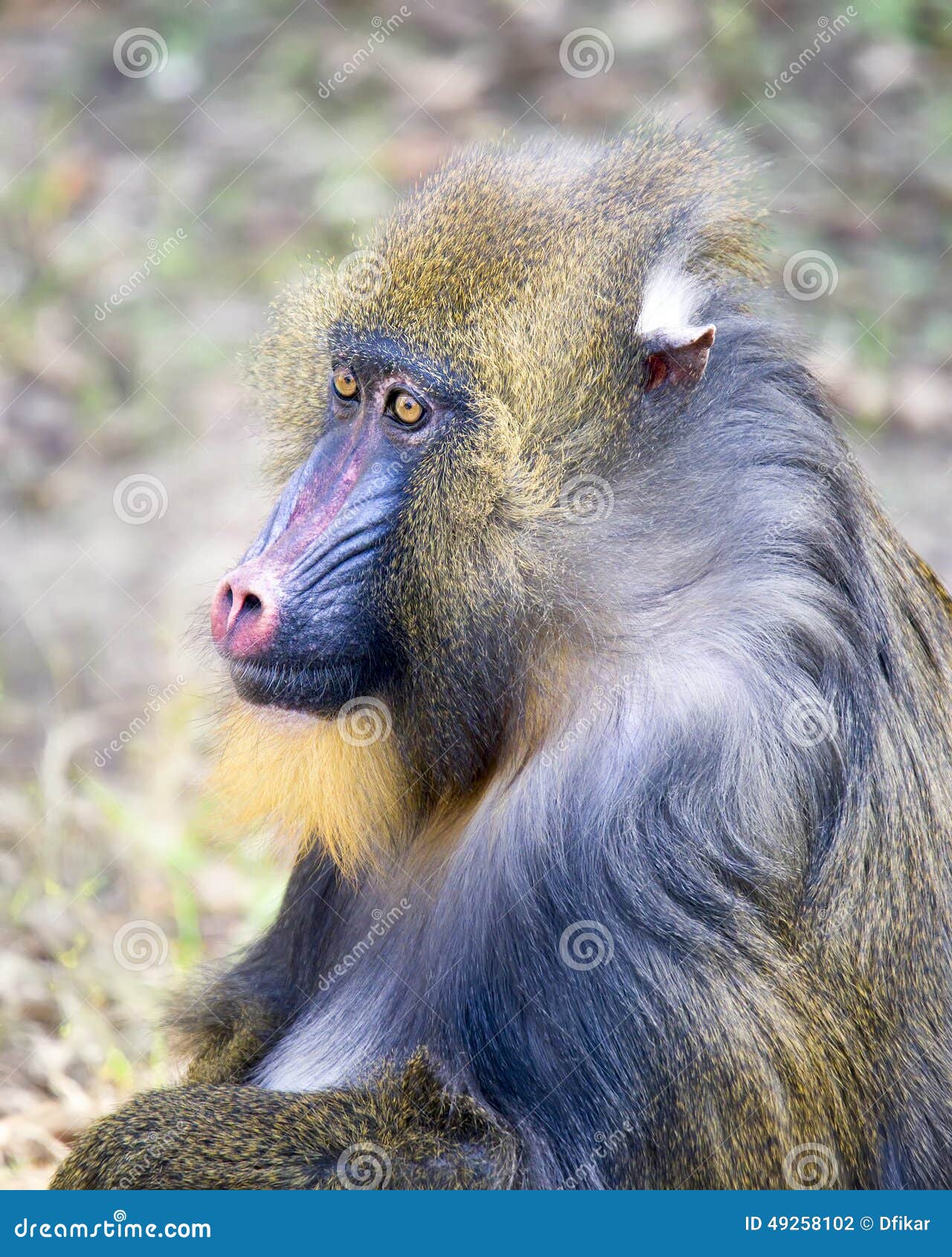 Mandril Portrait stock photo. Image of shaggy, side, yellow - 49258102