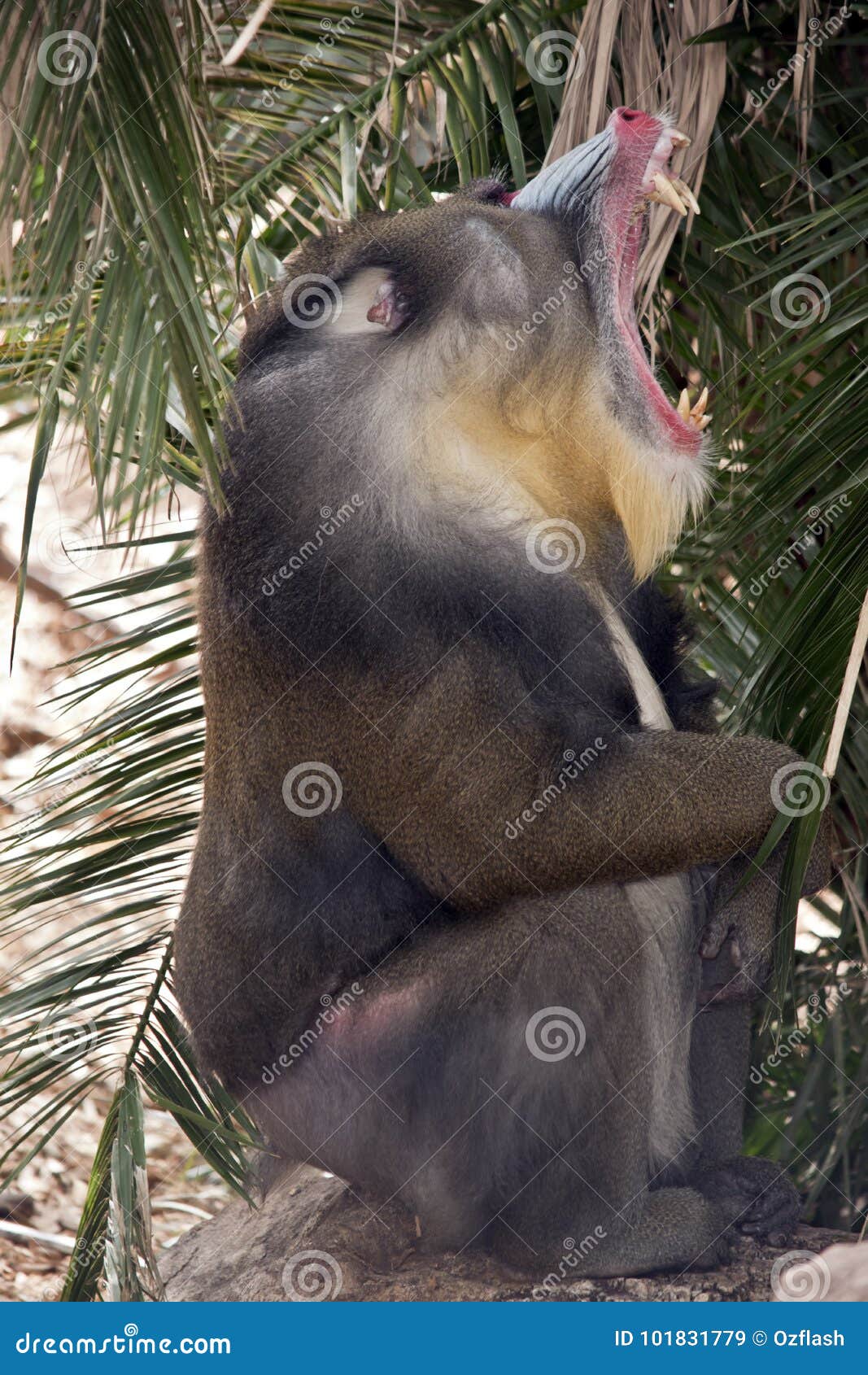 Mandrill stock afbeelding. Image of gezicht, bruin, tanden - 101831779