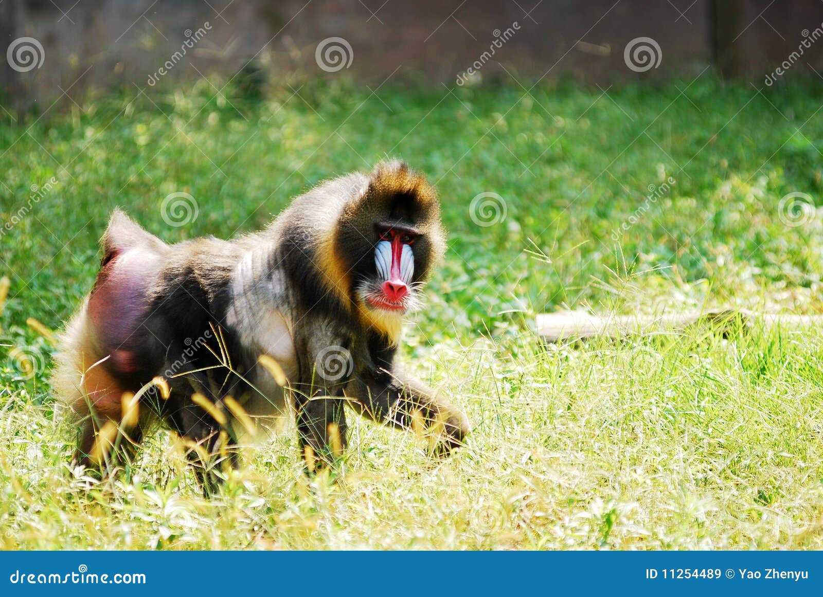Mandrill stock image. Image of mouth, nose, male, vivid - 11254489
