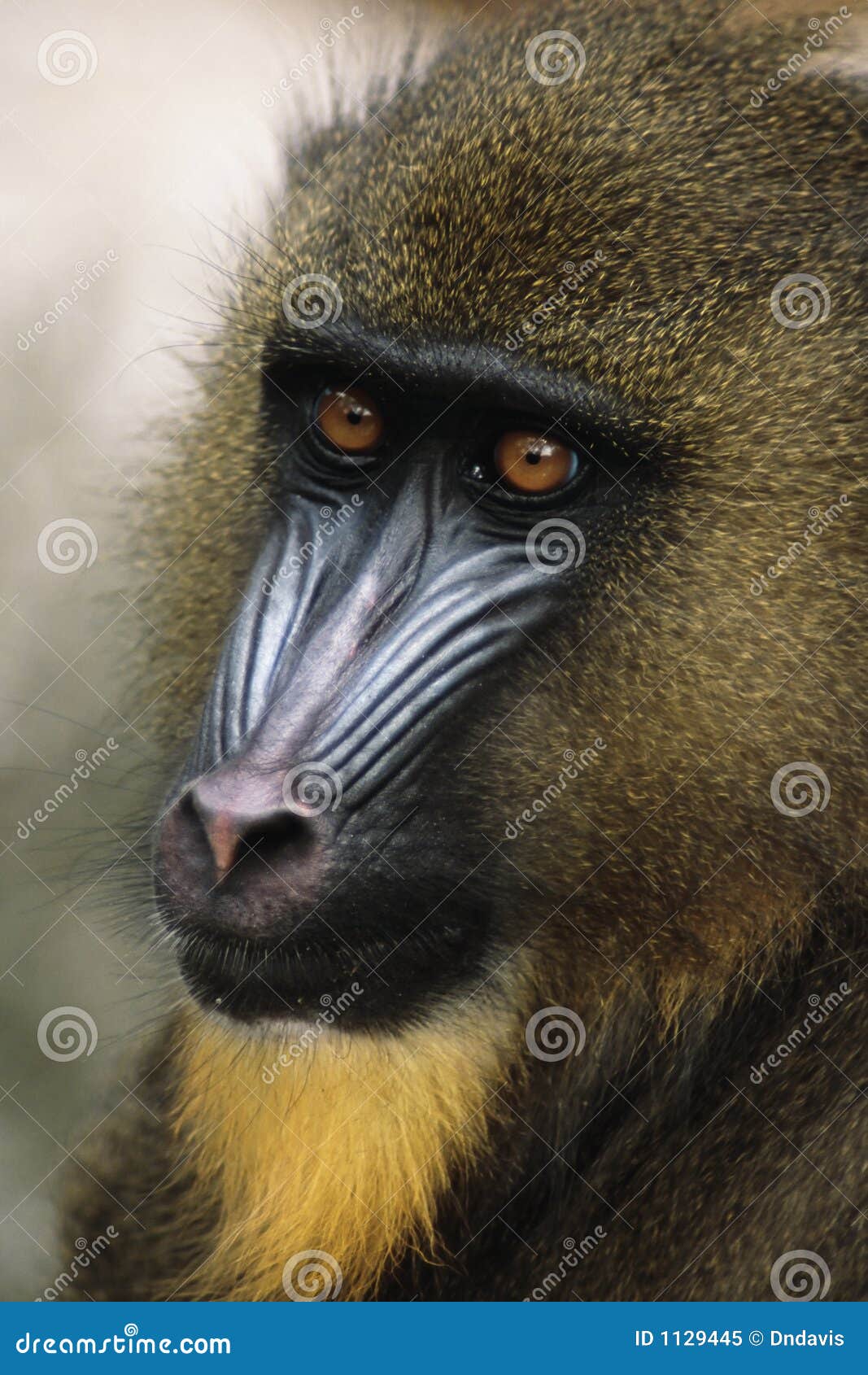 Mandrill stock image. Image of animals, mandrills, monkey - 1129445