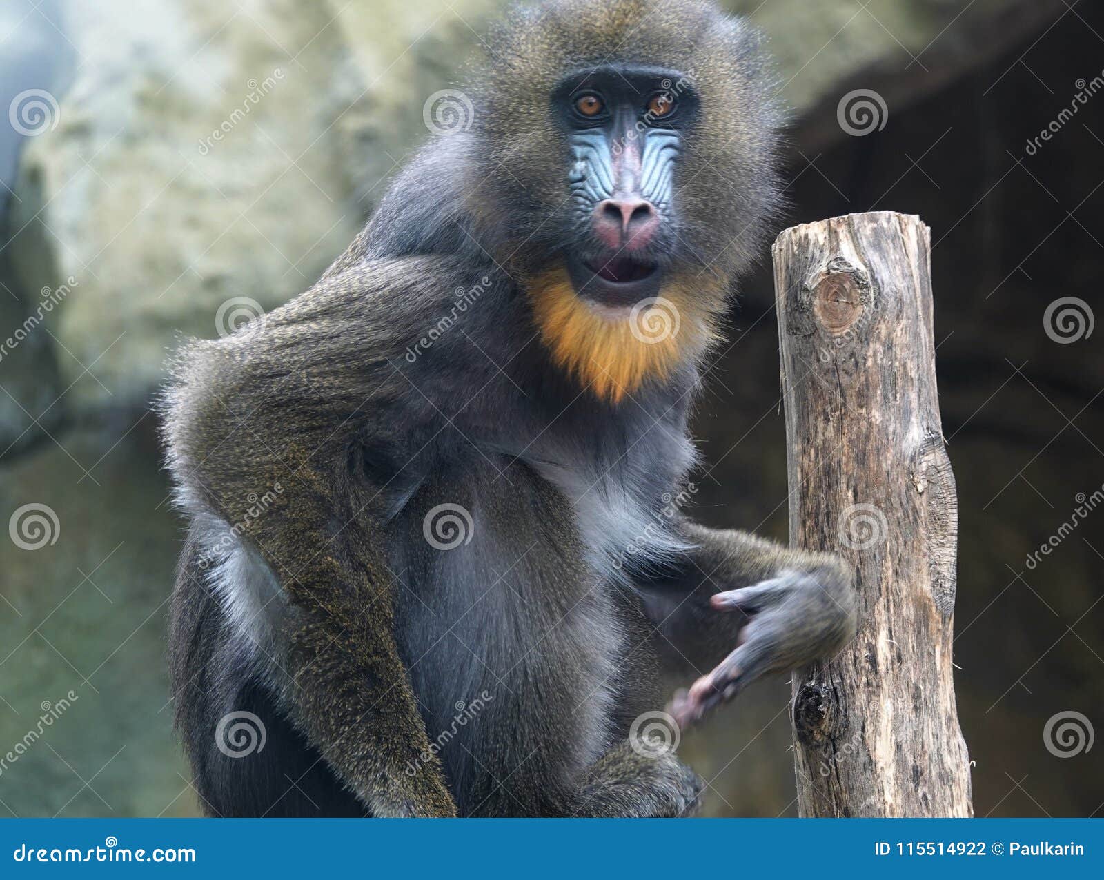 Mandrill arkivfoto. Bild av babian, däggdjur, exotiskt - 115514922