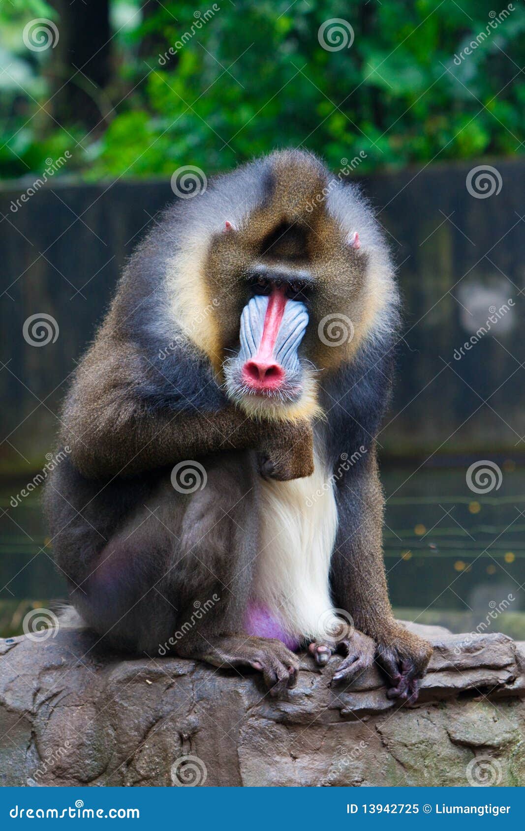 Mandrill stock image. Image of afric, wildlife, africa - 13942725