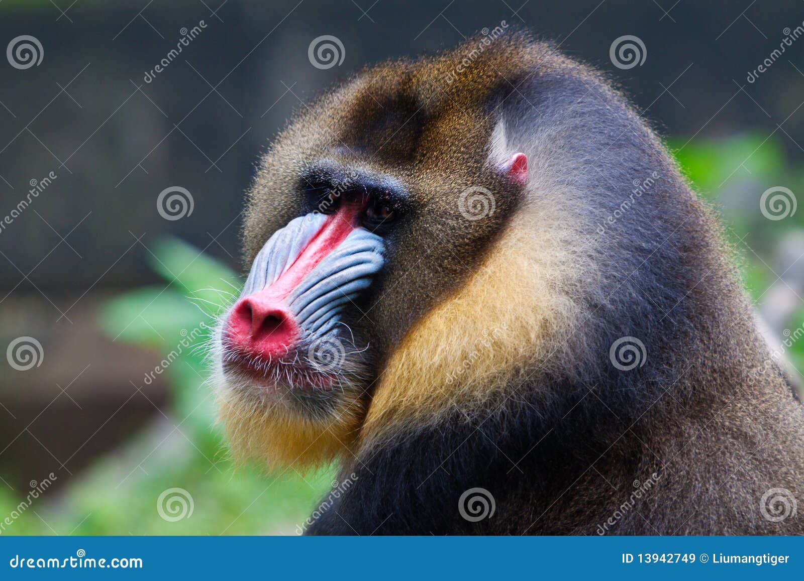 Mandrill stock image. Image of mandrill, wild, monkey - 13942749
