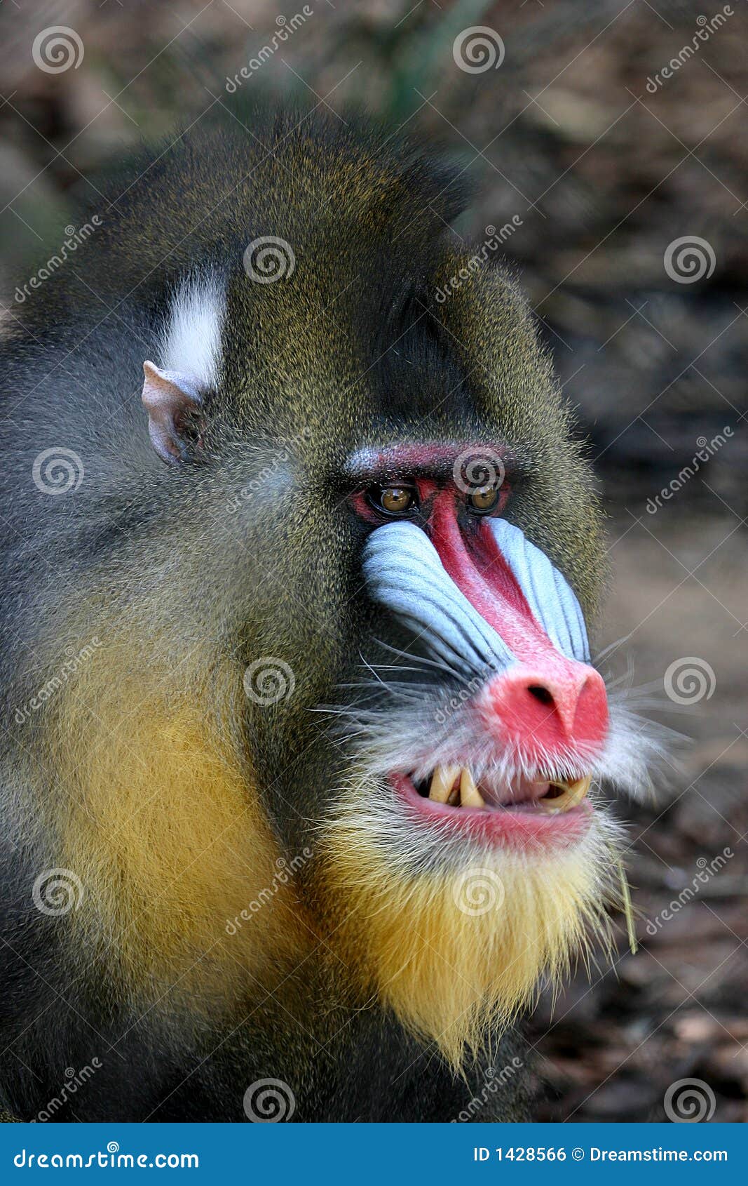 Mandrill stock photo. Image of monkey, primate, gibbon - 1428566