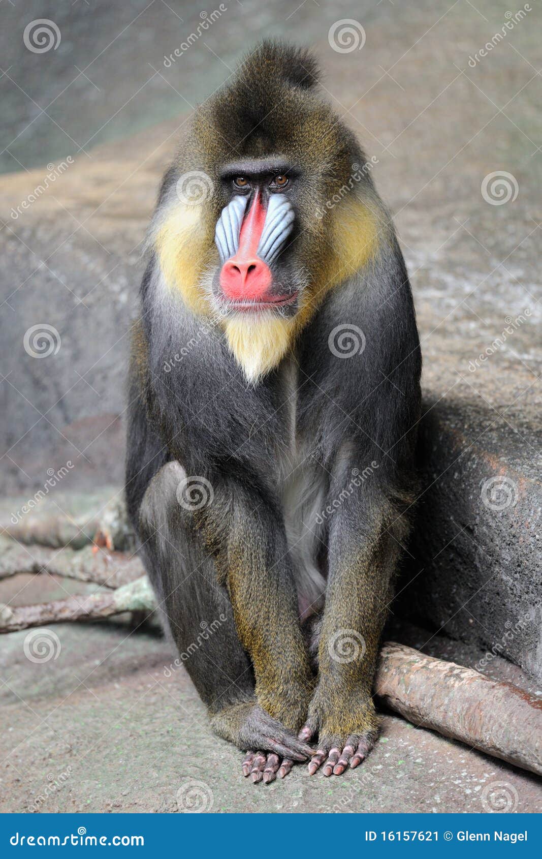 Mandrill stock image. Image of baboon, animal, mandrill - 16157621