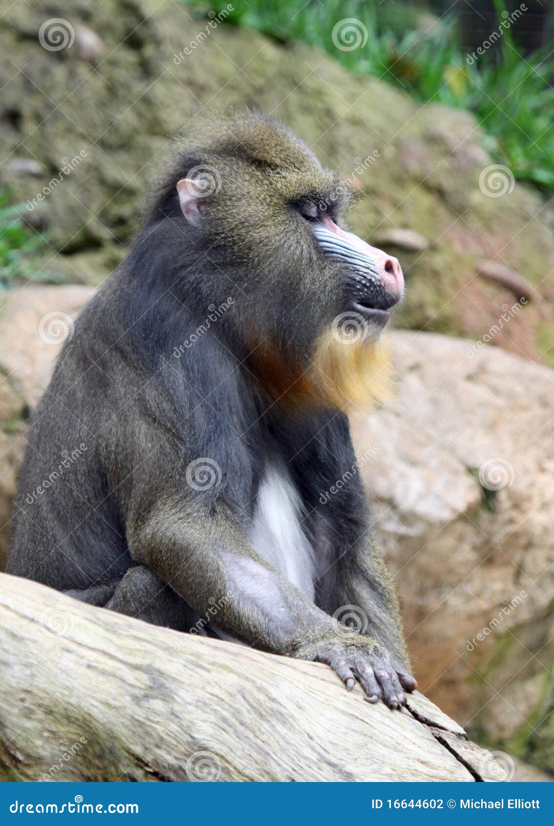 Mandrill stock photo. Image of beard, close, looking - 16644602