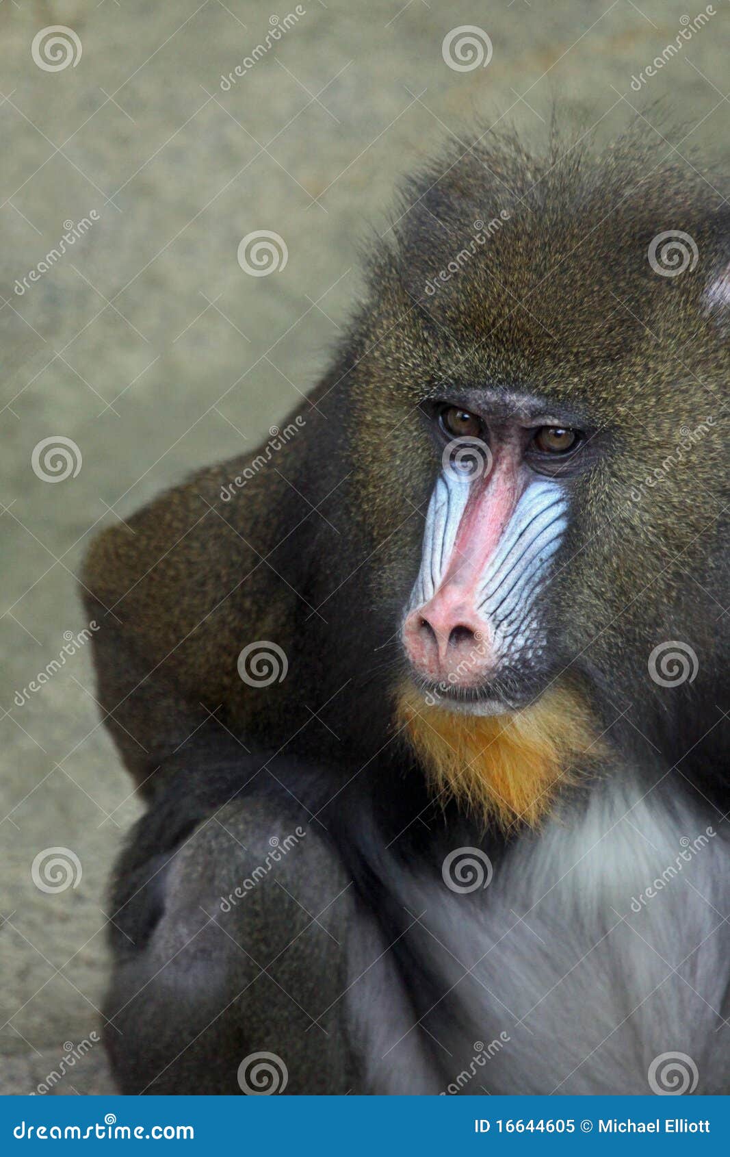 Mandrill stock image. Image of natural, face, safari - 16644605