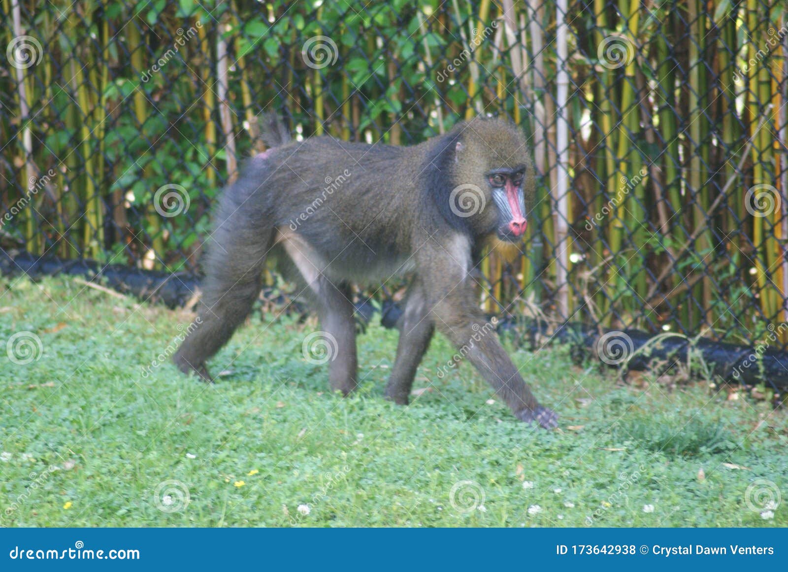 Mandrill stock photo. Image of africa, african, vulnerable - 173642938