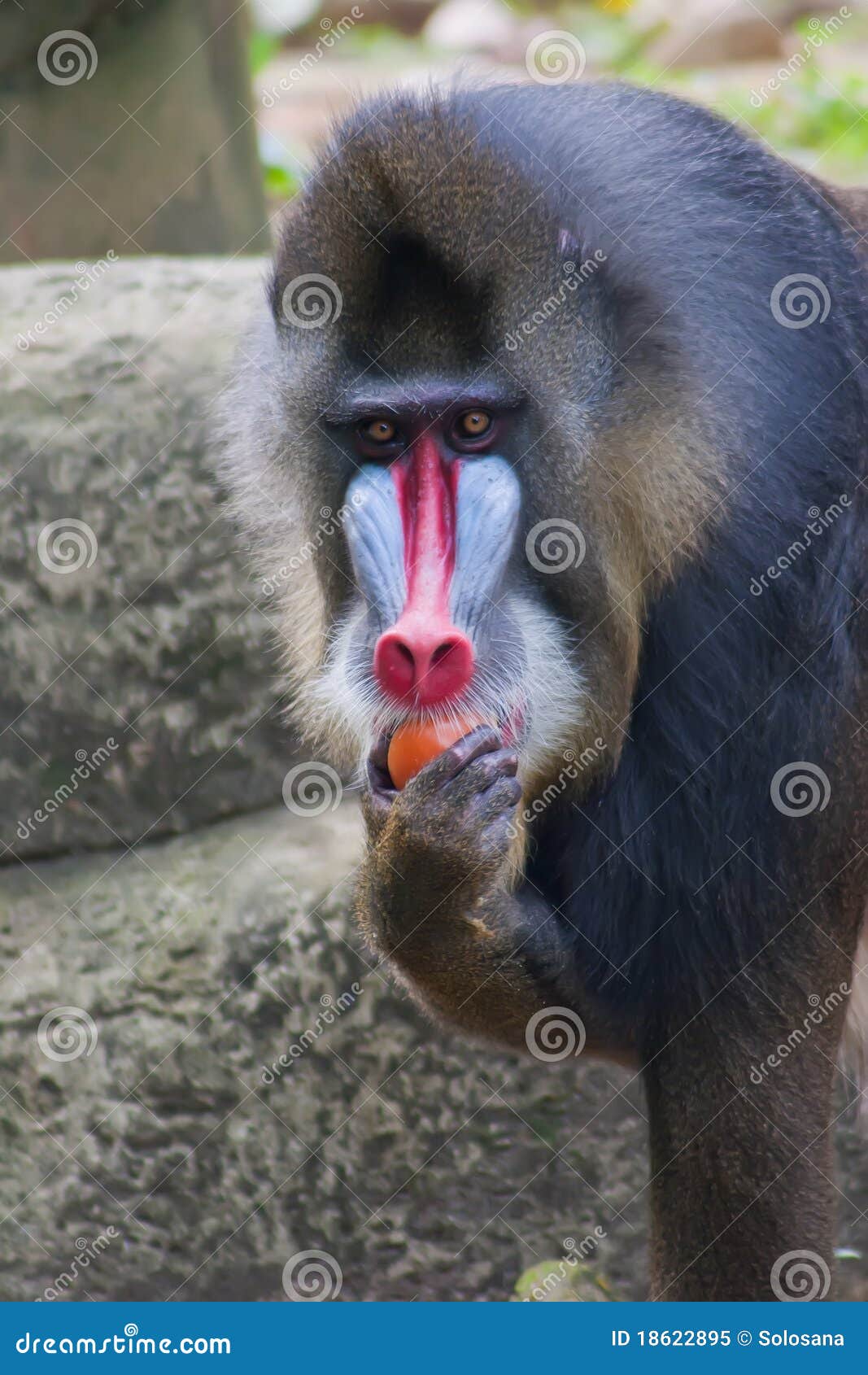Mandrill stock image. Image of close, mandrillus, face - 18622895