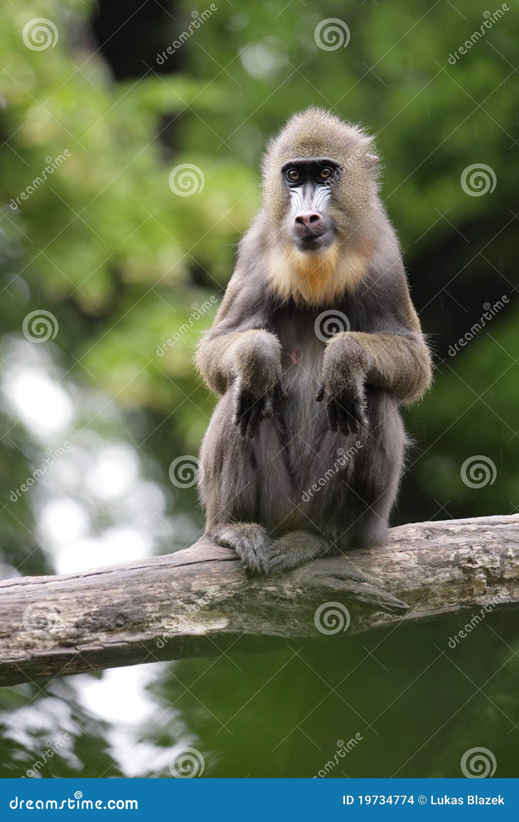 Mandrill stock photo. Image of mandrill, mammal, sphinx - 19734774