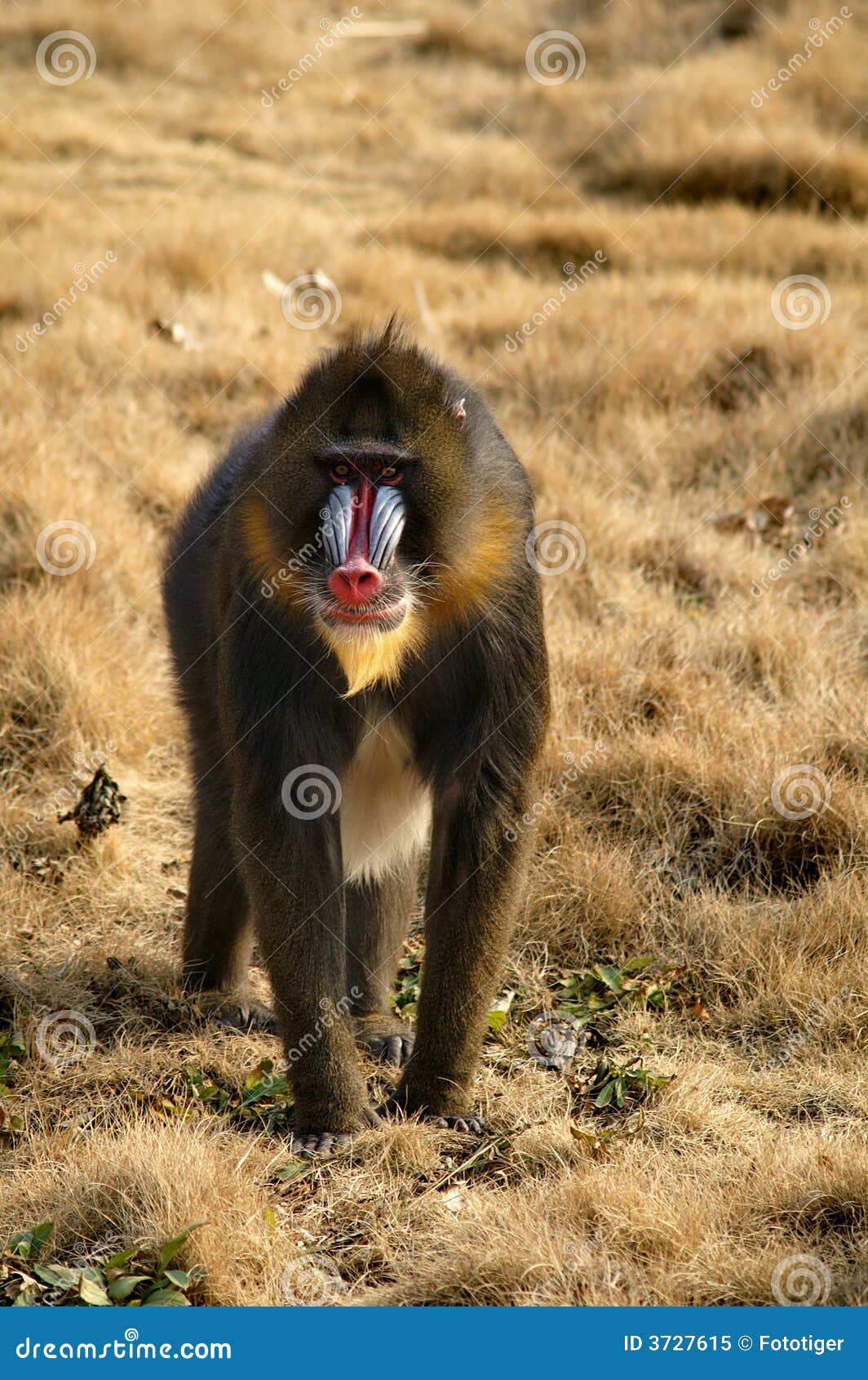 Mandrill-2 stock image. Image of mandrill, male, animal - 3727615