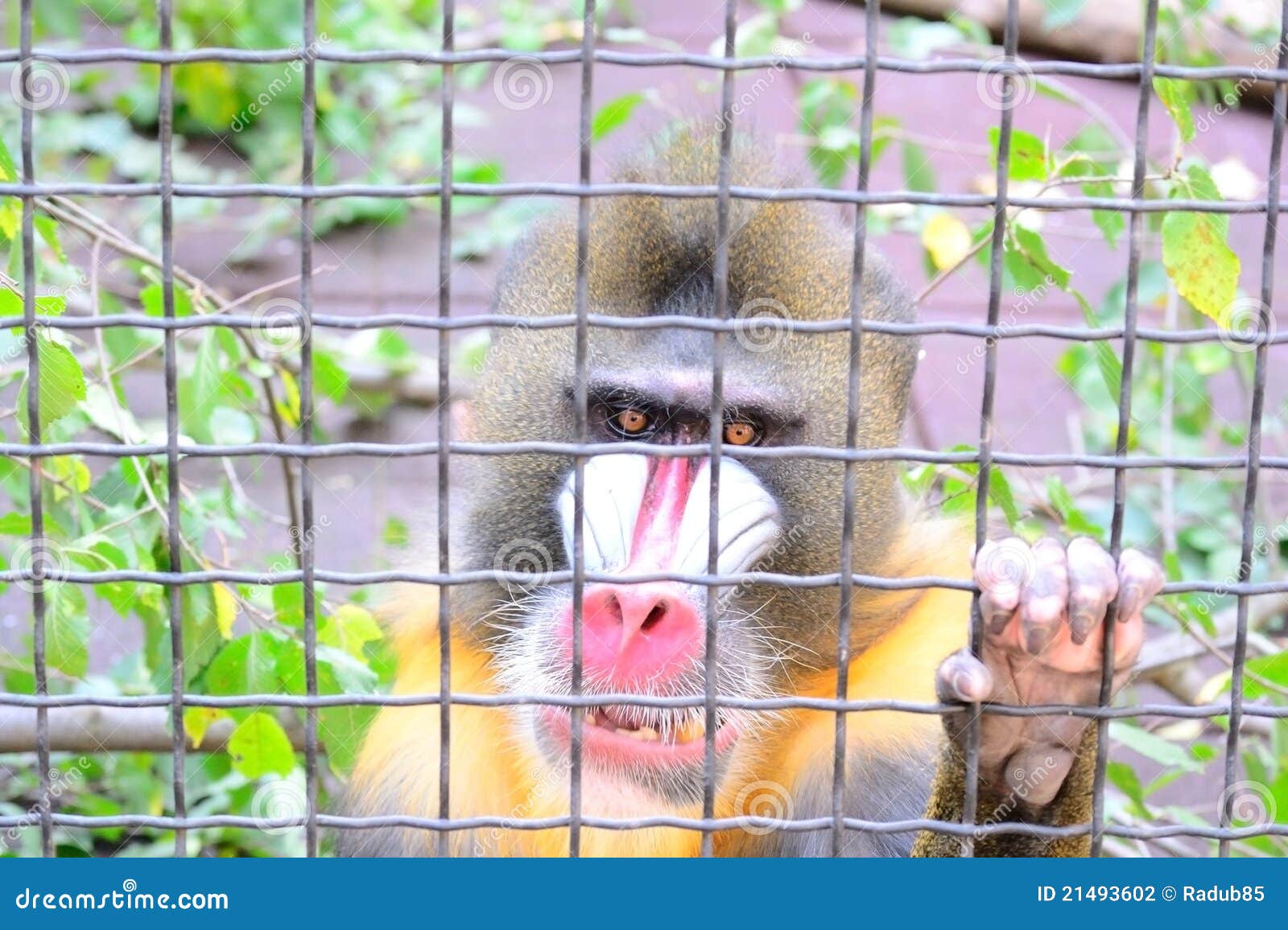 Mandrill stock photo. Image of captured, baboon, colorful - 21493602