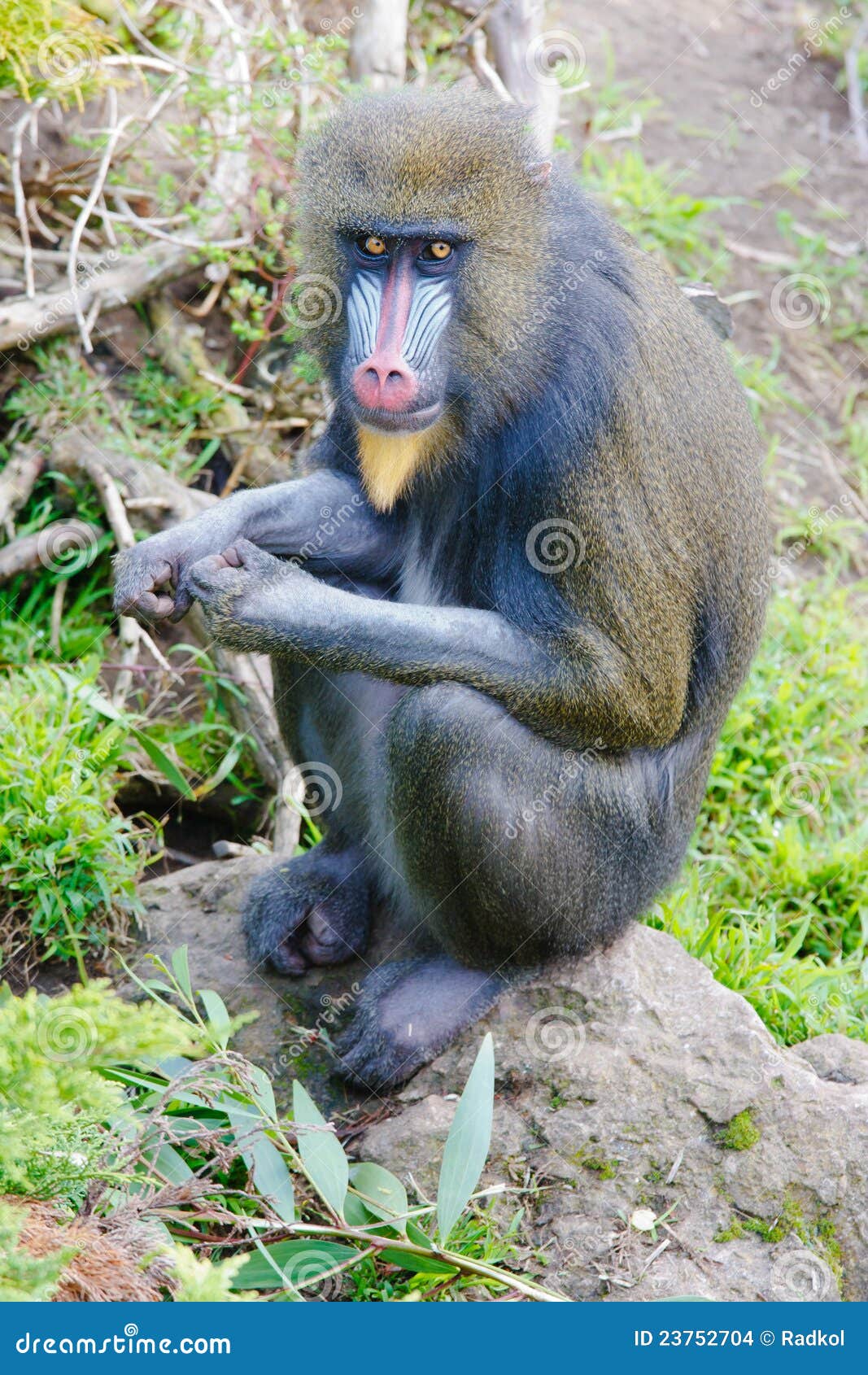 Mandrill stock photo. Image of primate, mouth, forest - 23752704