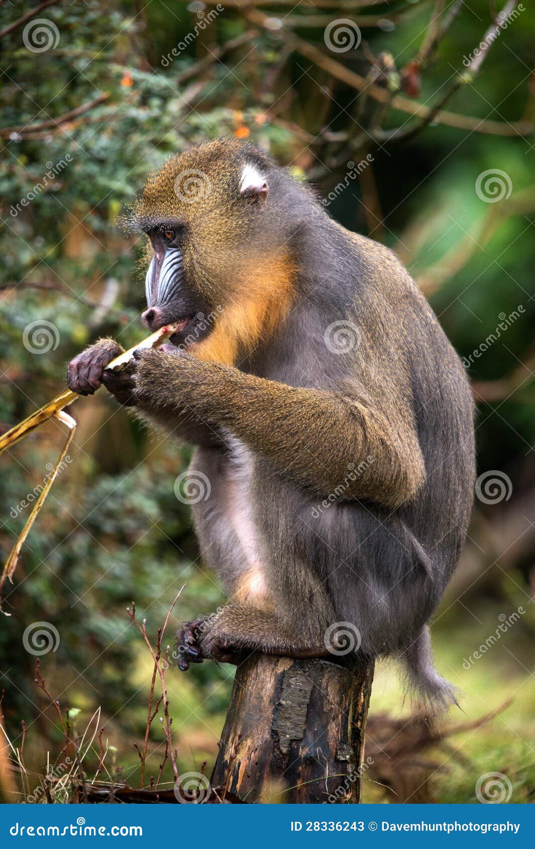Mandrill stock image. Image of gabon, mammal, equatorial - 28336243