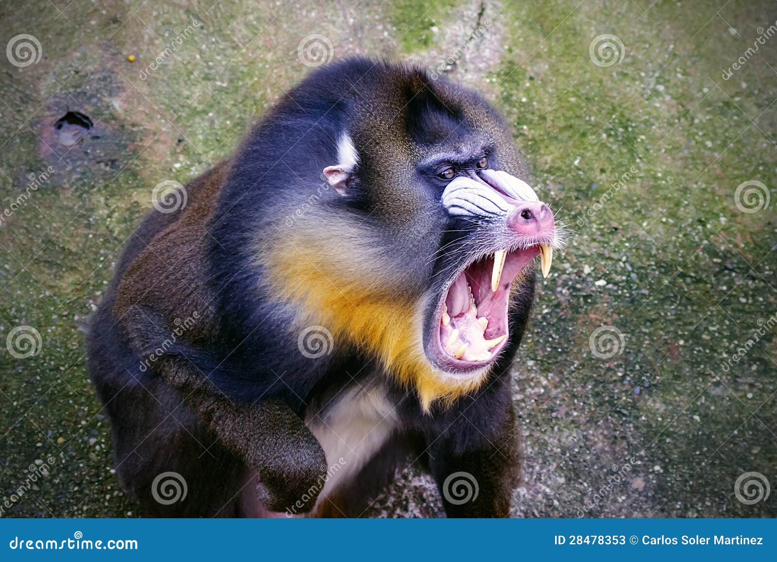 Angry Mandrill (Mandrillus Sphinx) Stock Photography | CartoonDealer ...