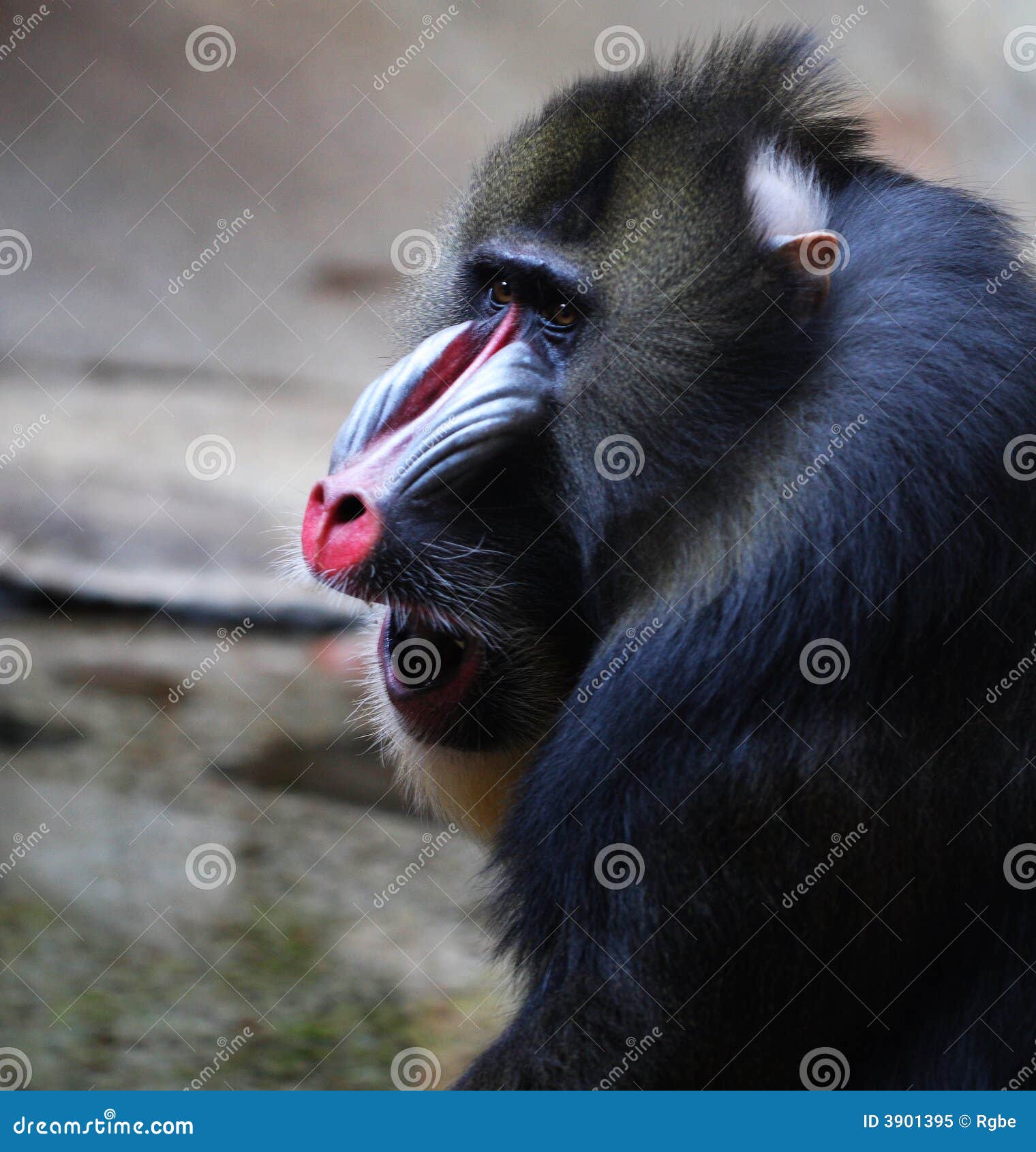 Mandrill stock image. Image of peaceful, thinking, wildlife - 3901395