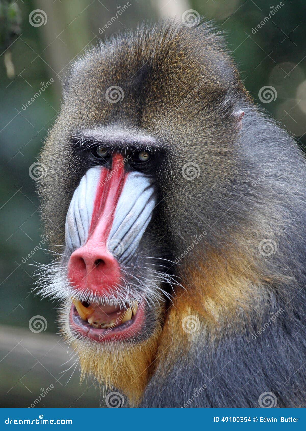 Mandrill stock foto. Image of afrika, kleurrijk, mandrillen - 49100354