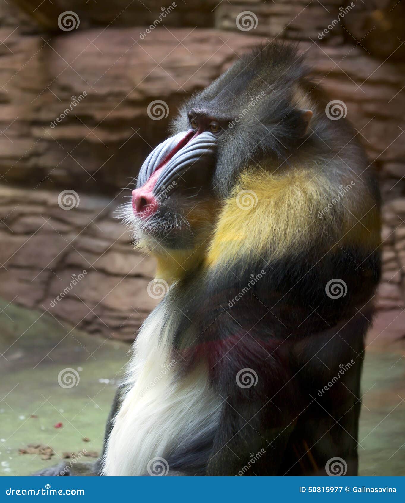 Mandrill stock afbeelding. Image of mandrillen, baviaan - 50815977