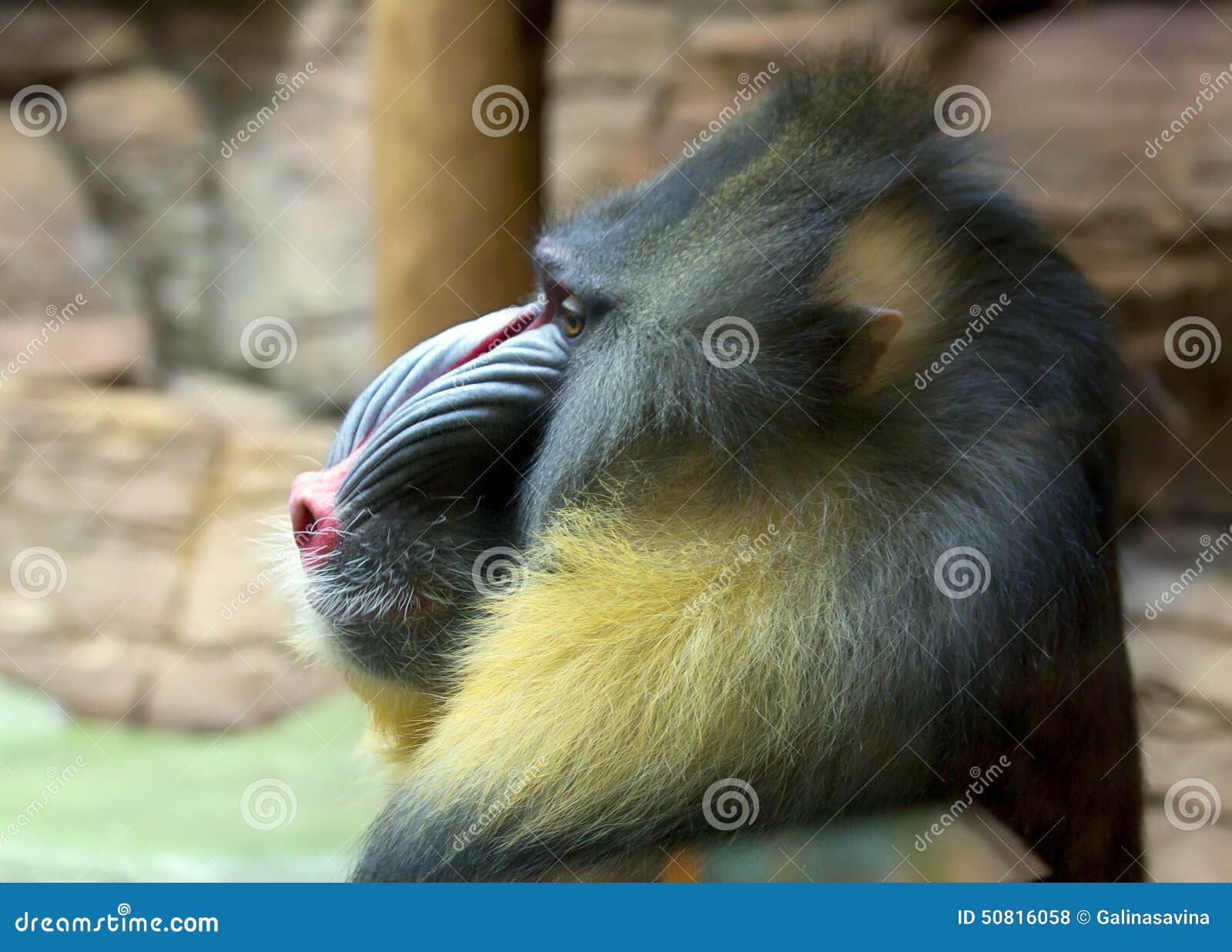 Mandrill arkivfoto. Bild av porslin, svart, färg, tjock - 50816058
