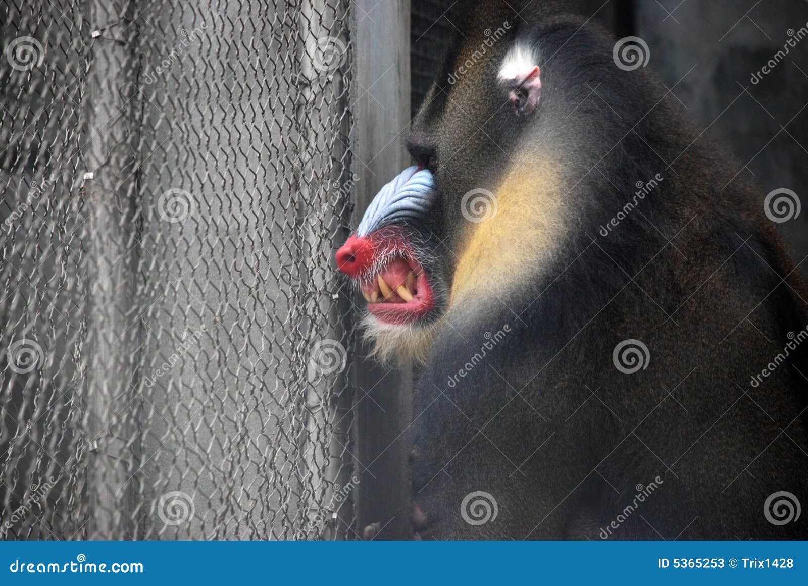 Mandrill stock image. Image of largest, macaque, snout - 5365253