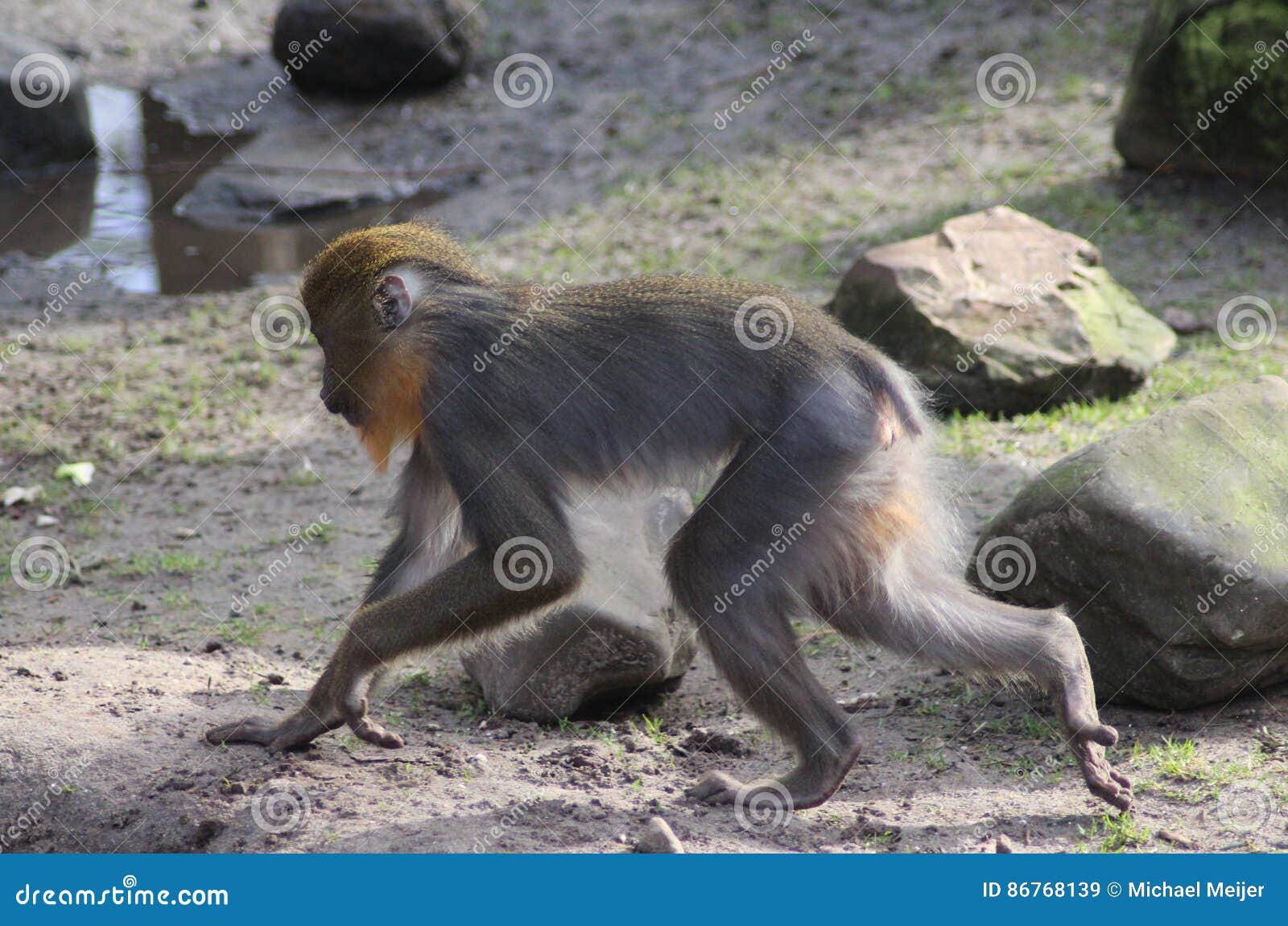 Mandrill stock afbeelding. Image of haar, gevangene, wapens - 86768139