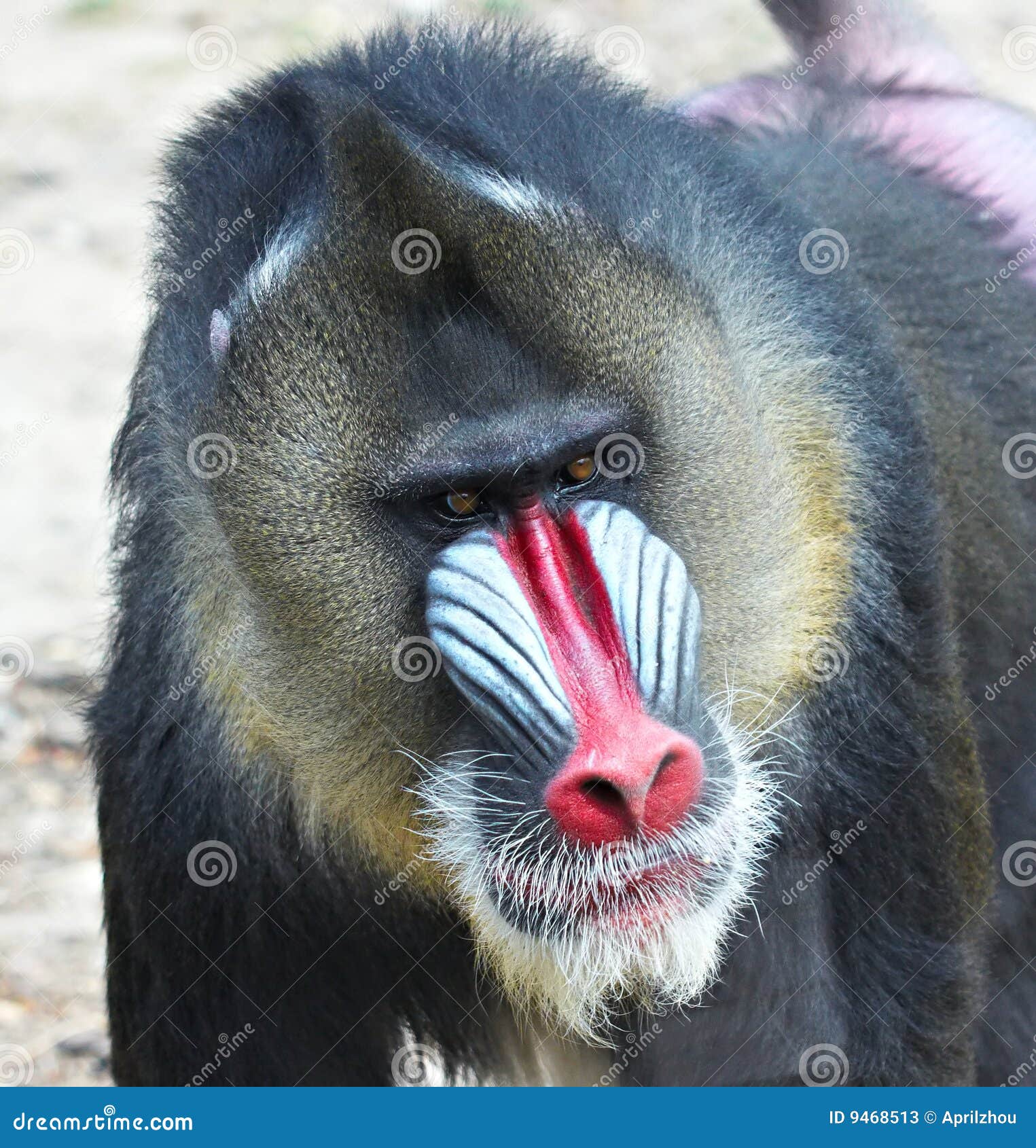 Mandrill stock image. Image of endangered, hunt, notice - 9468513