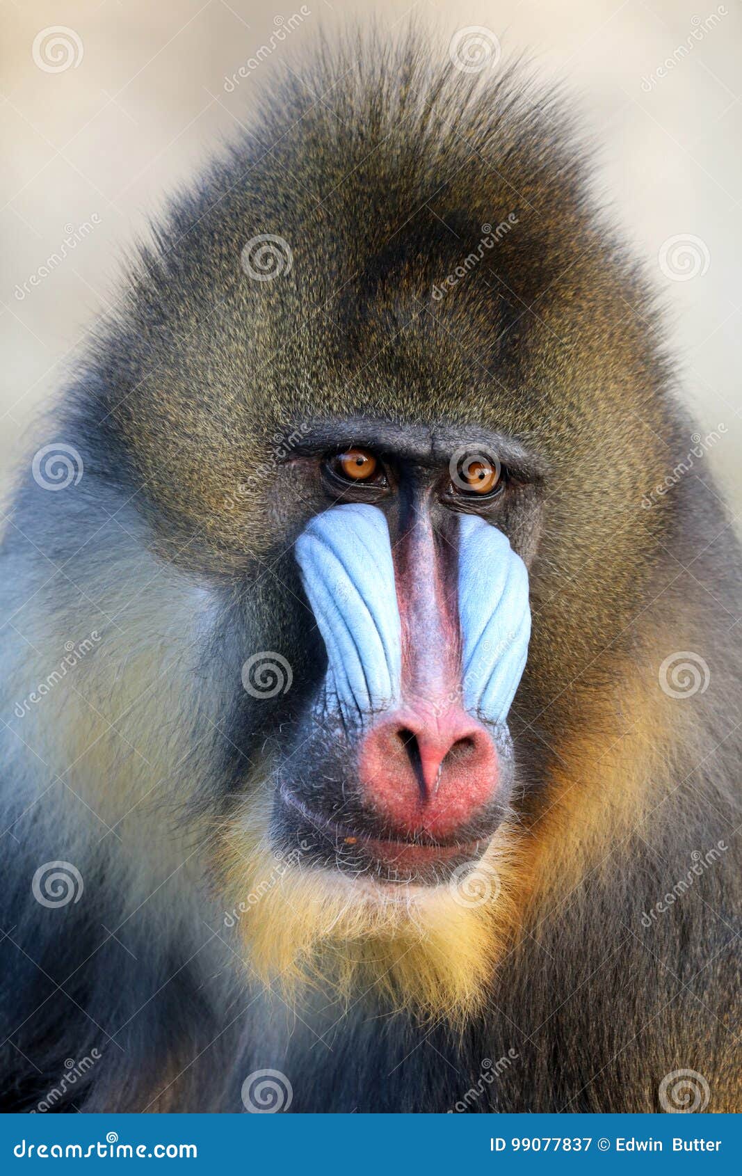 Mandrill immagine stock. Immagine di colore, maschio - 99077837