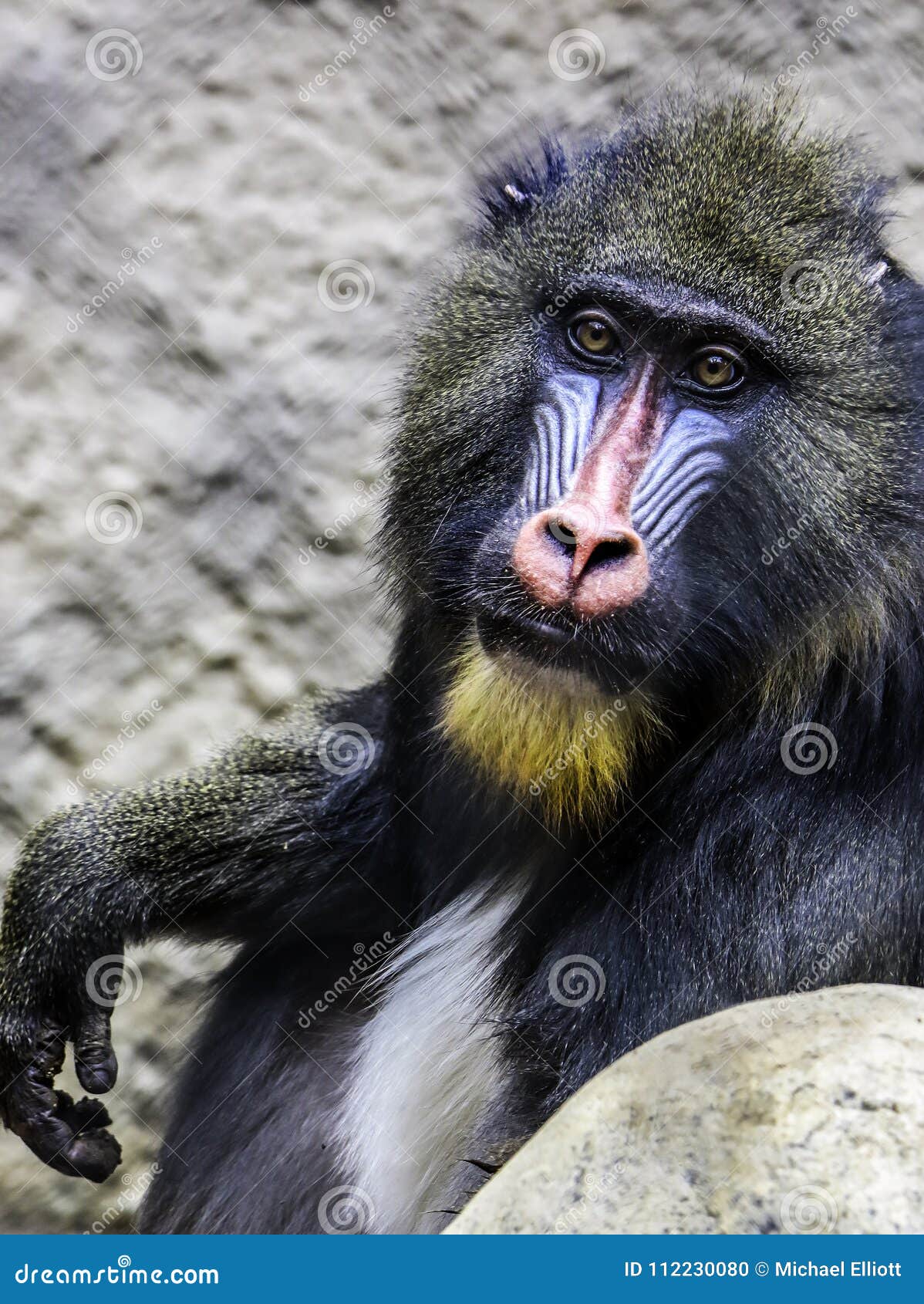 Mandrill stock photo. Image of expression, cameroon - 112230080