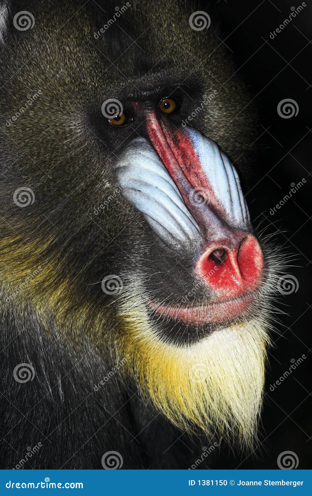 Mandrill Alpha Male stock photo. Image of leader, male - 1381150