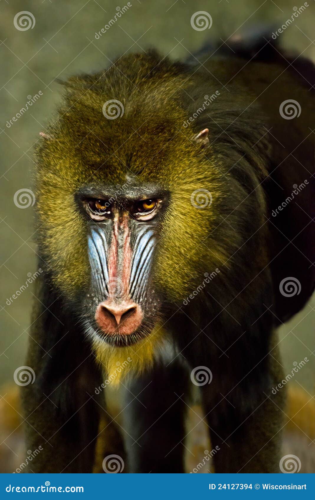 Sad Baboon Stock Photo | CartoonDealer.com #55634184
