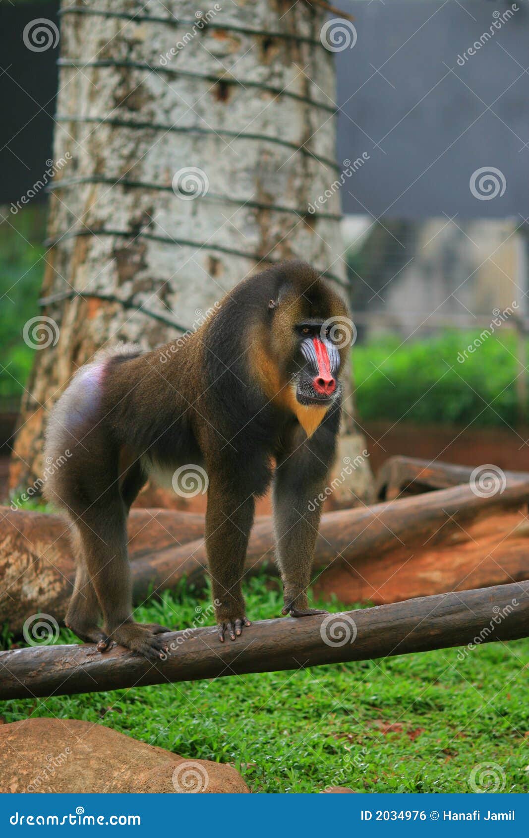 Mandrill baboon stock photo. Image of baboon, trees, mandrillus - 2034976