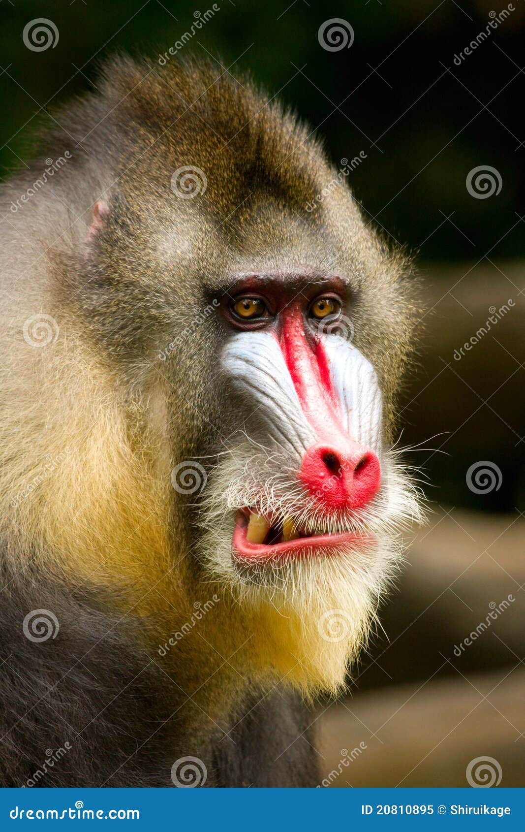 Mandrill Baboon