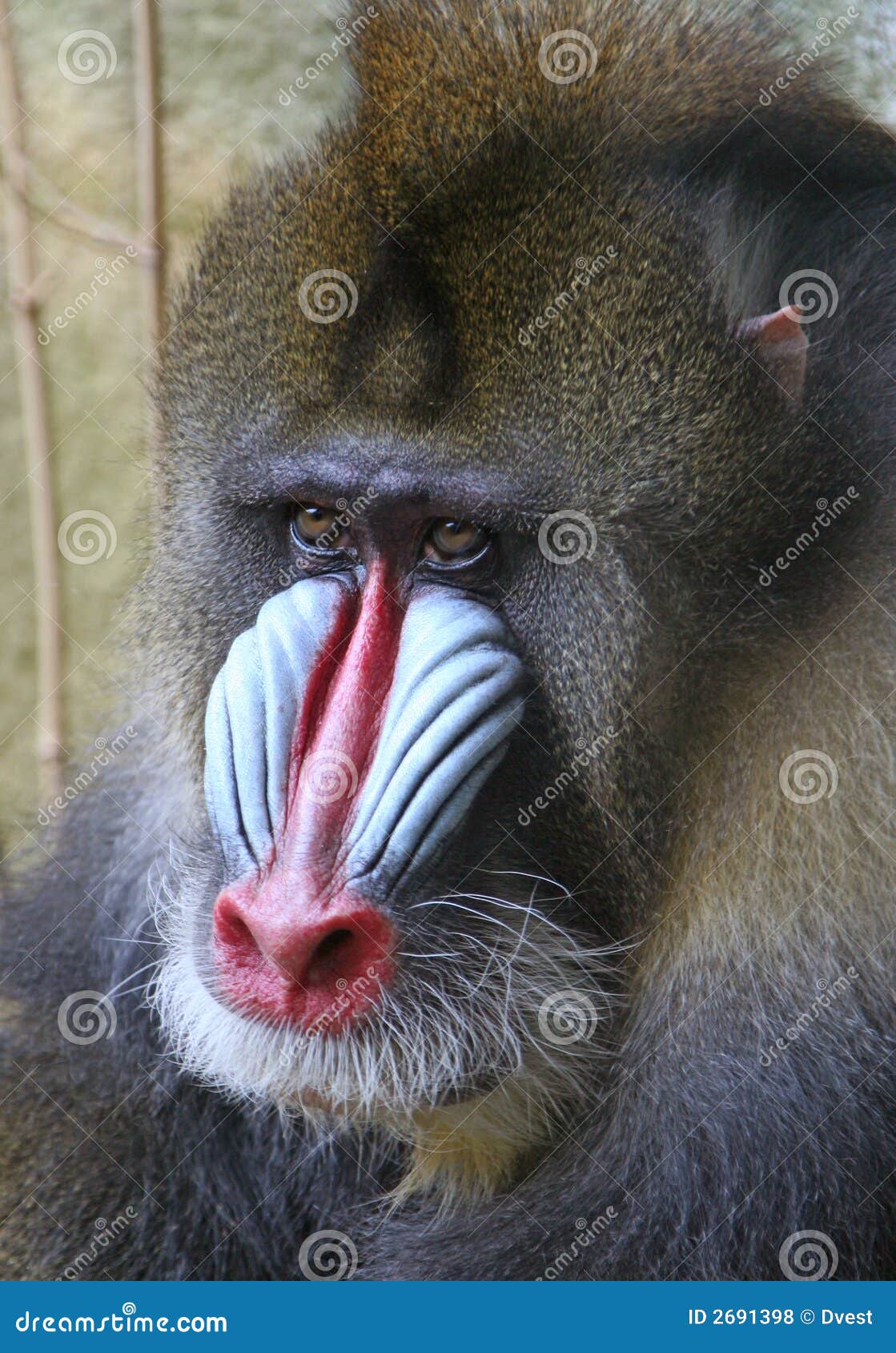 Mandrill Baboon stock photo. Image of colourful, animal - 2691398