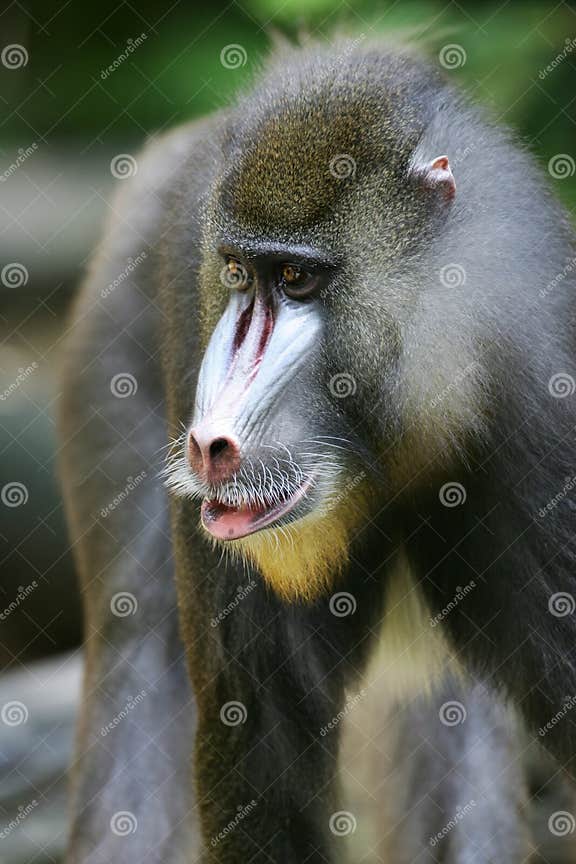 Mandrill Baboon stock photo. Image of baboon, monkeys - 4376856