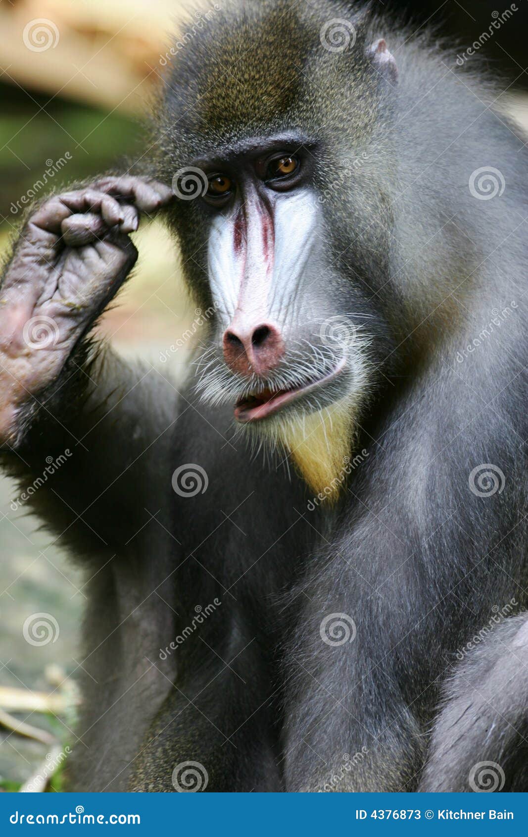 Mandrill Baboon stock image. Image of animals, baboon - 4376873