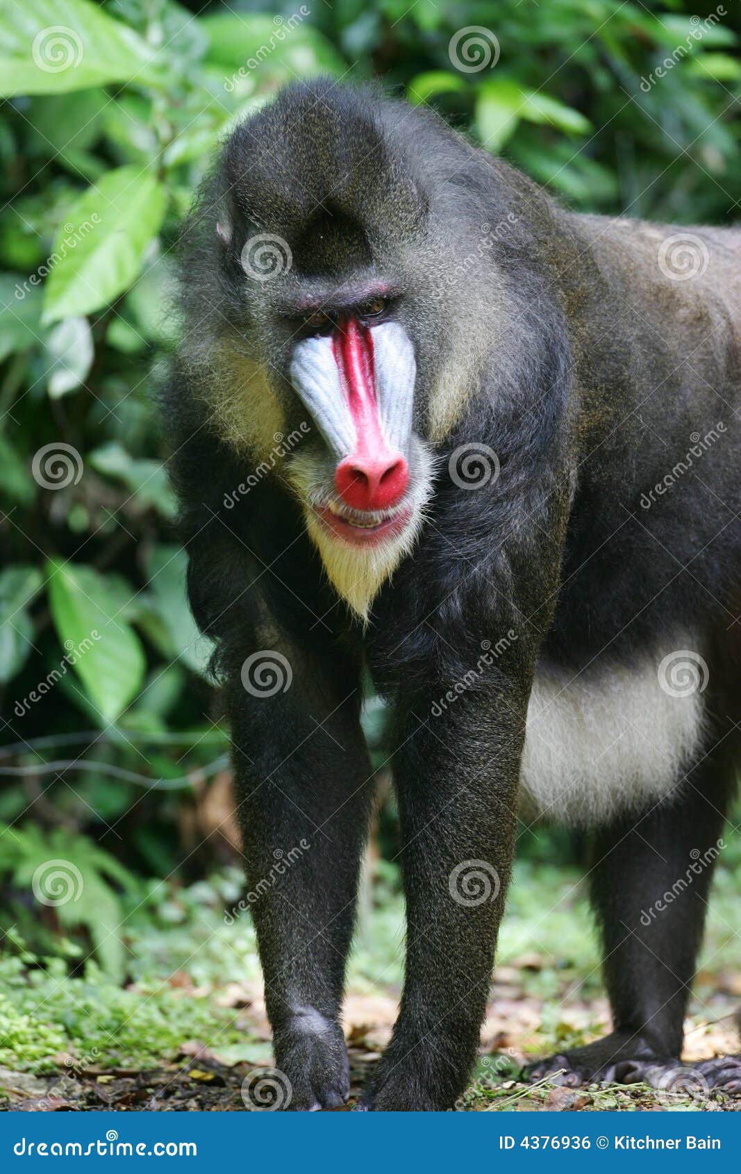 Mandrill Baboon stock photo. Image of wild, monkeys, animals - 4376936