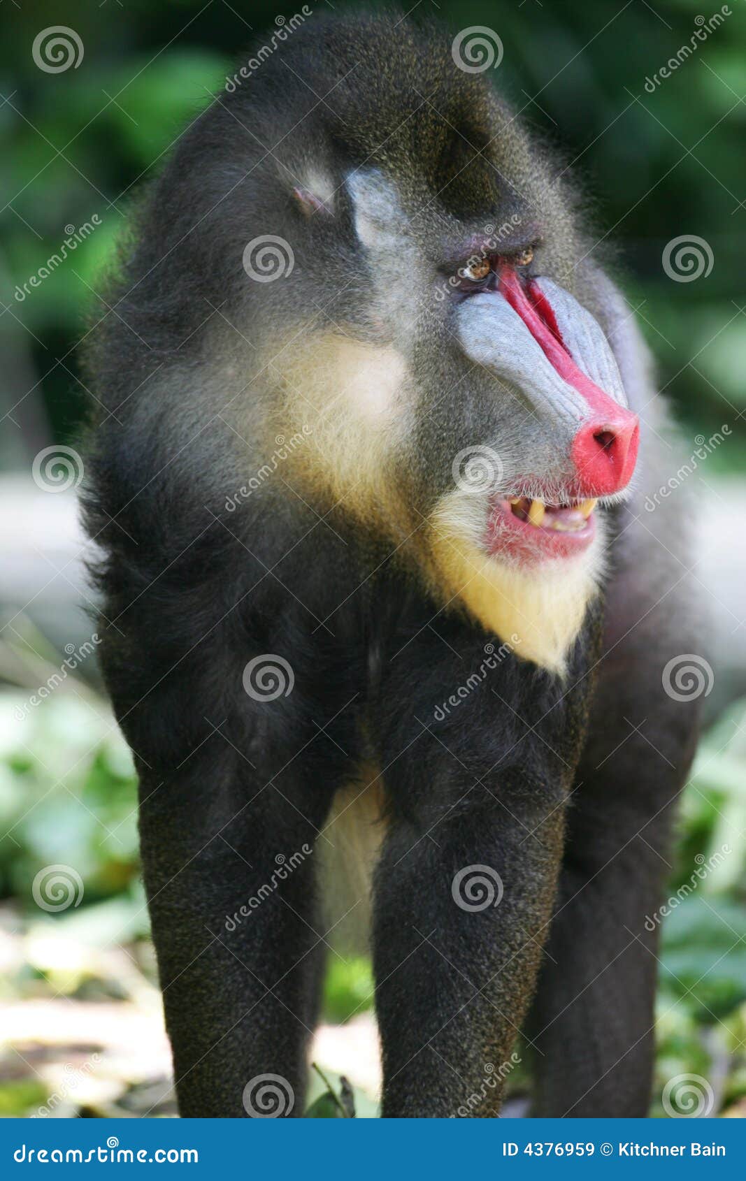 Mandrill Baboon stock image. Image of monkey, baboon, apes - 4376959