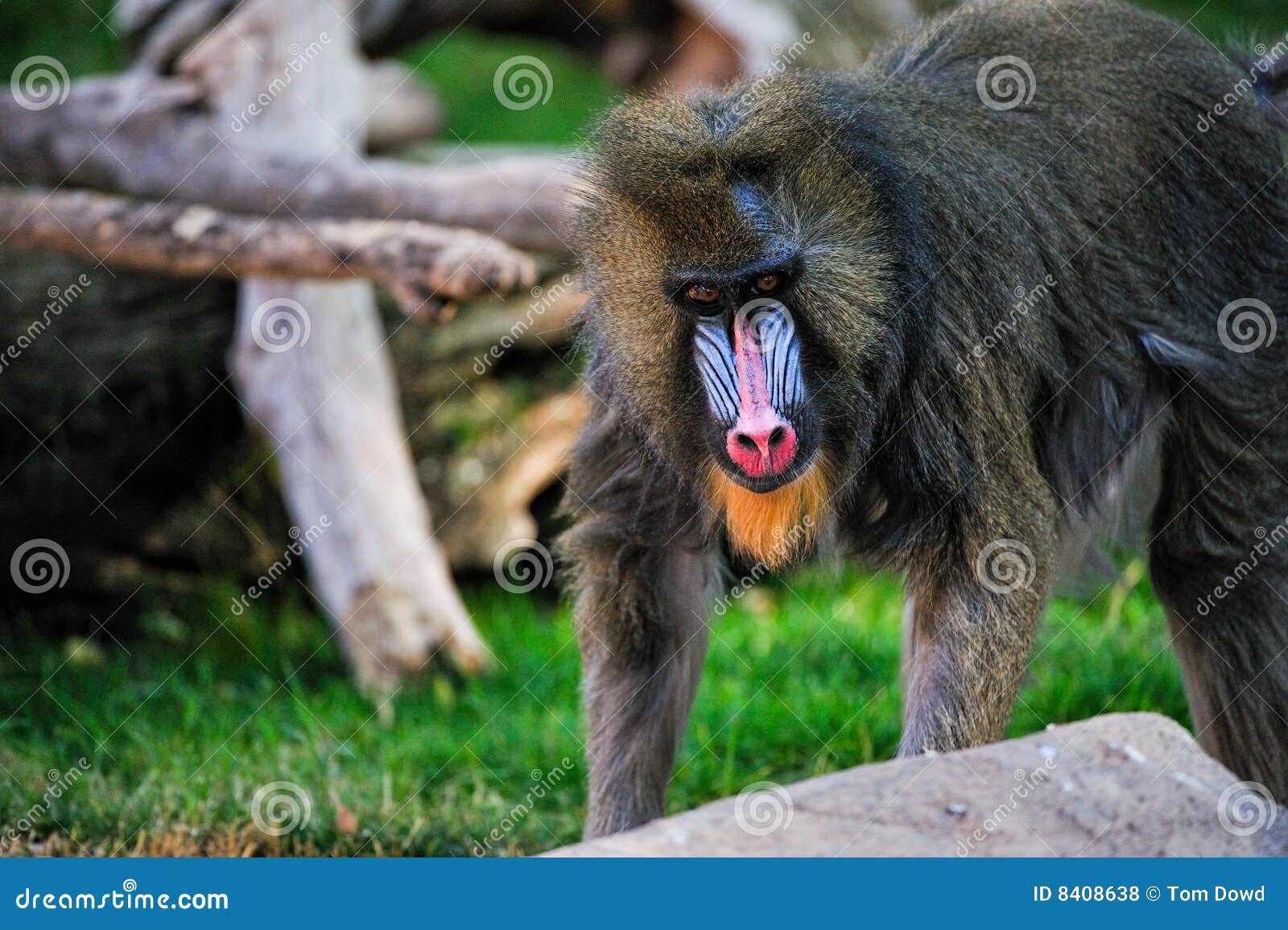 Mandrill Baboon stock photo. Image of wildlife, colors - 8408638