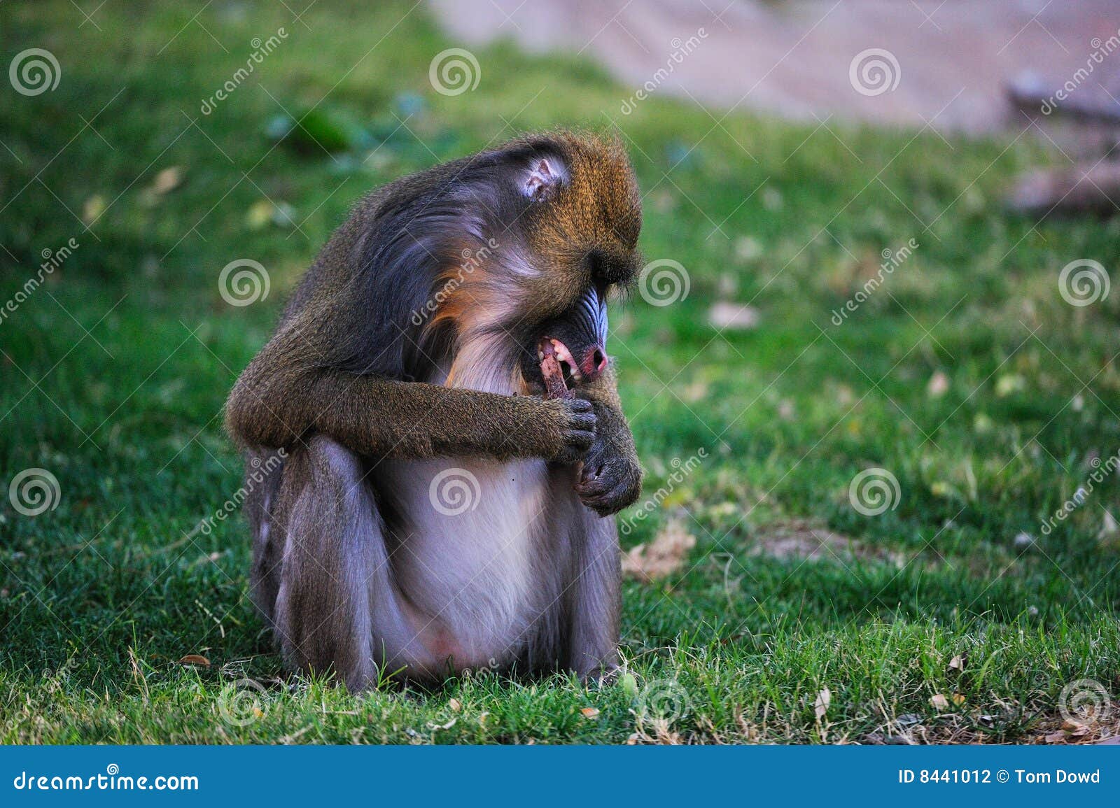 Mandrill Baboon stock photo. Image of hairy, captive, grasp - 8441012