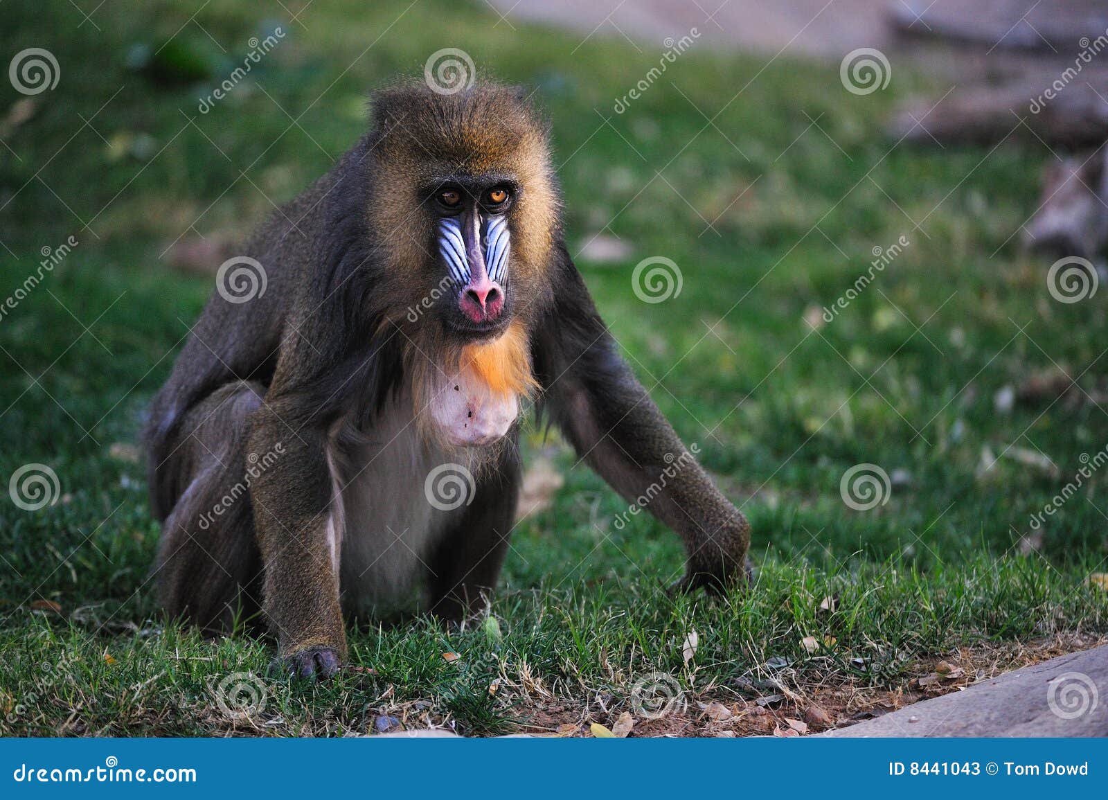 Mandrill baboon stock image. Image of animal, colorful - 8441043