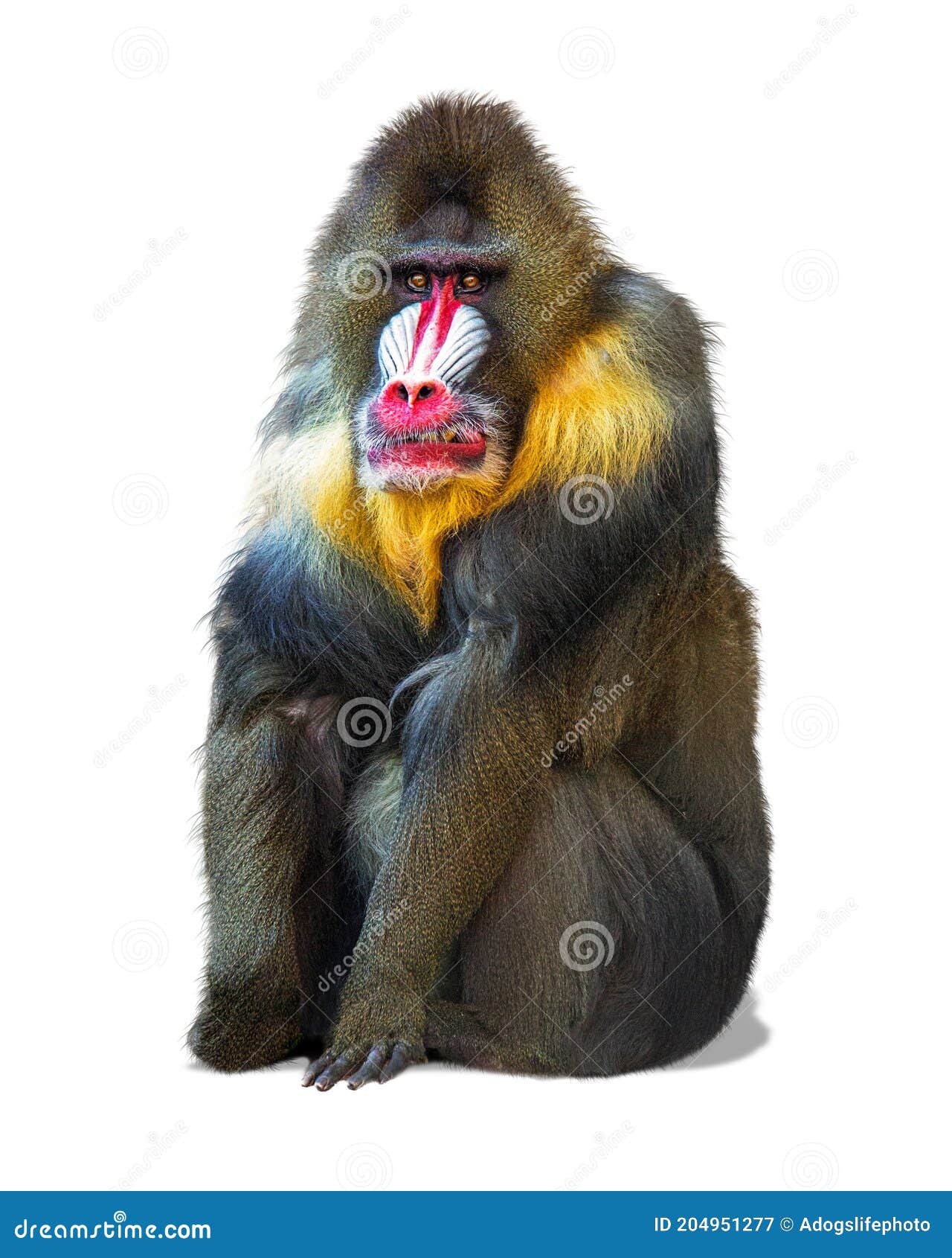 Mandrill Baboon Isolated on White Stock Image - Image of background ...