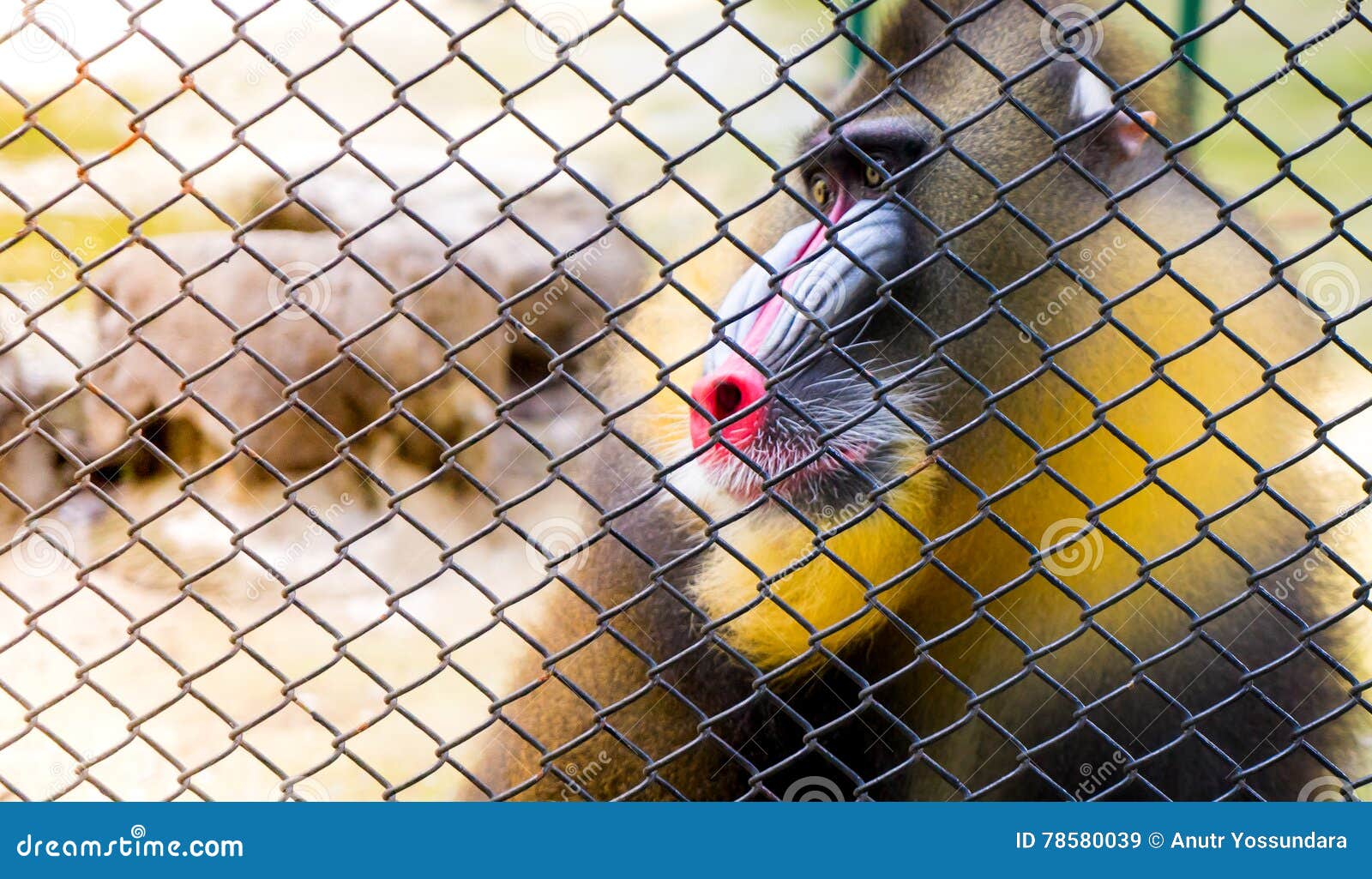 Mandrill Baboon Monkey Colorful Behind a Cage Stock Image - Image of ...