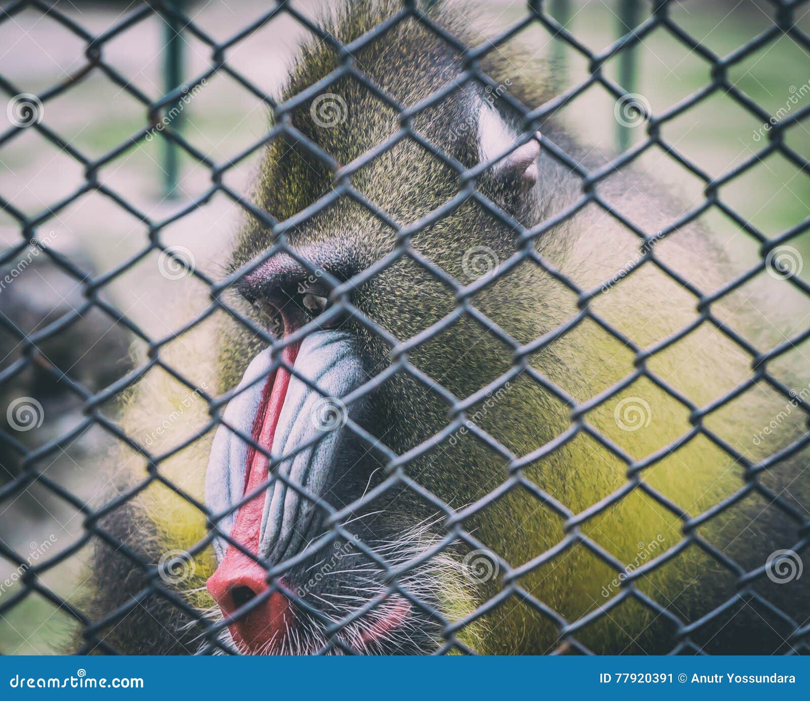 Mandrill Baboon Monkey Sad Behind a Cage Stock Image - Image of captive ...