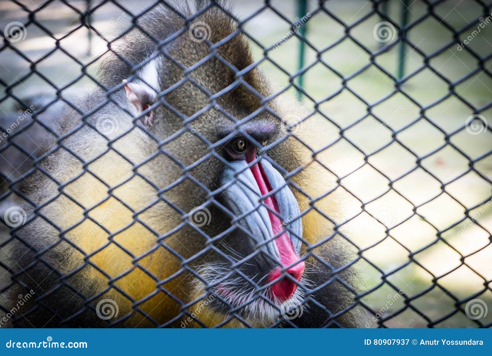 Mandrill Baboon Monkey Sad Face Stock Image - Image of mammal, colorful ...