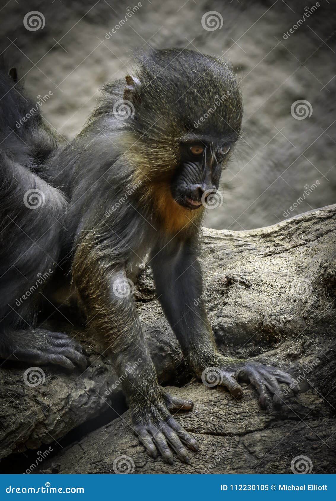 Mandrill baby stock image. Image of colors, eyes, mandrill - 112230105