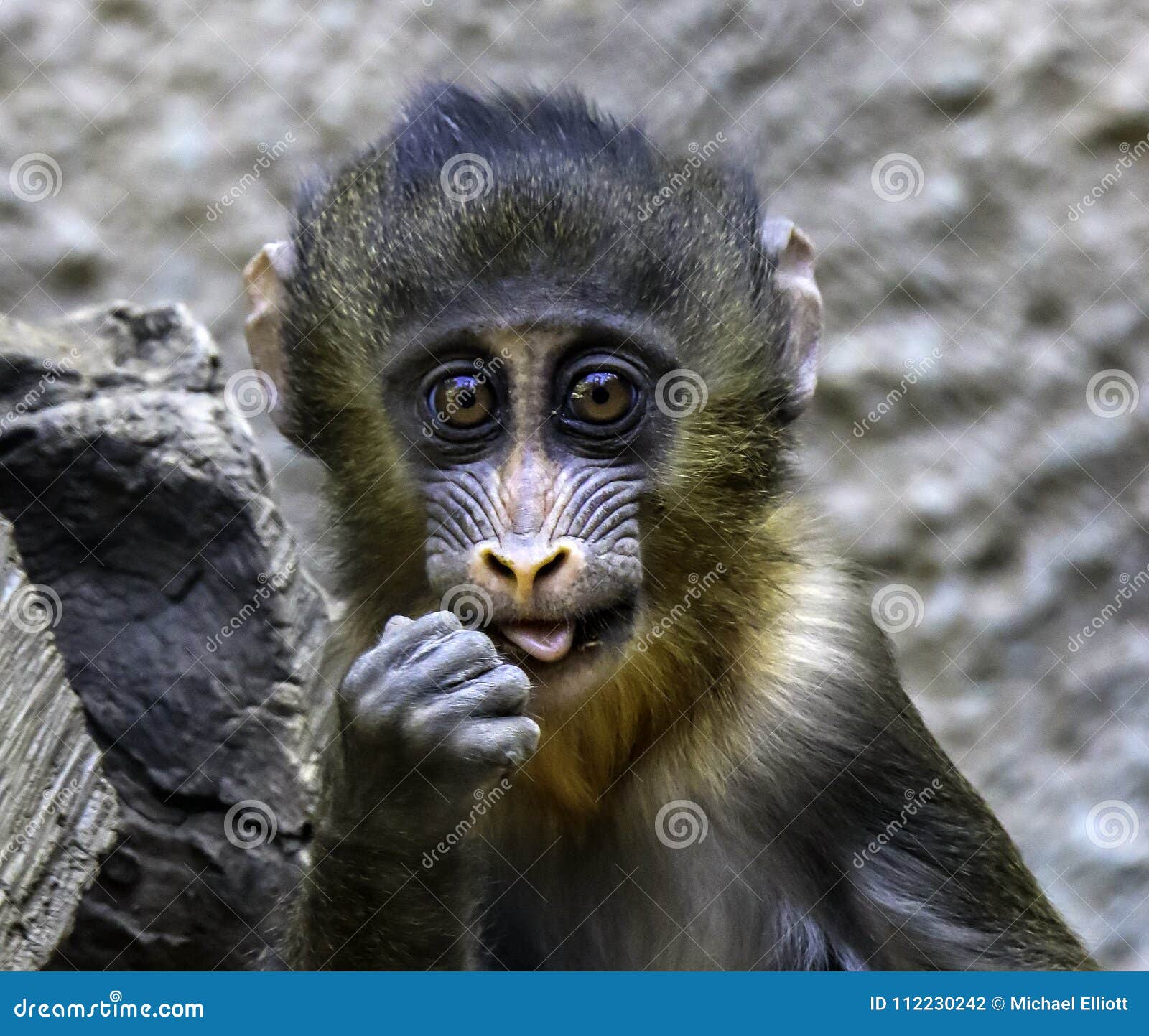 Mandrill baby stock photo. Image of grey, background - 112230242