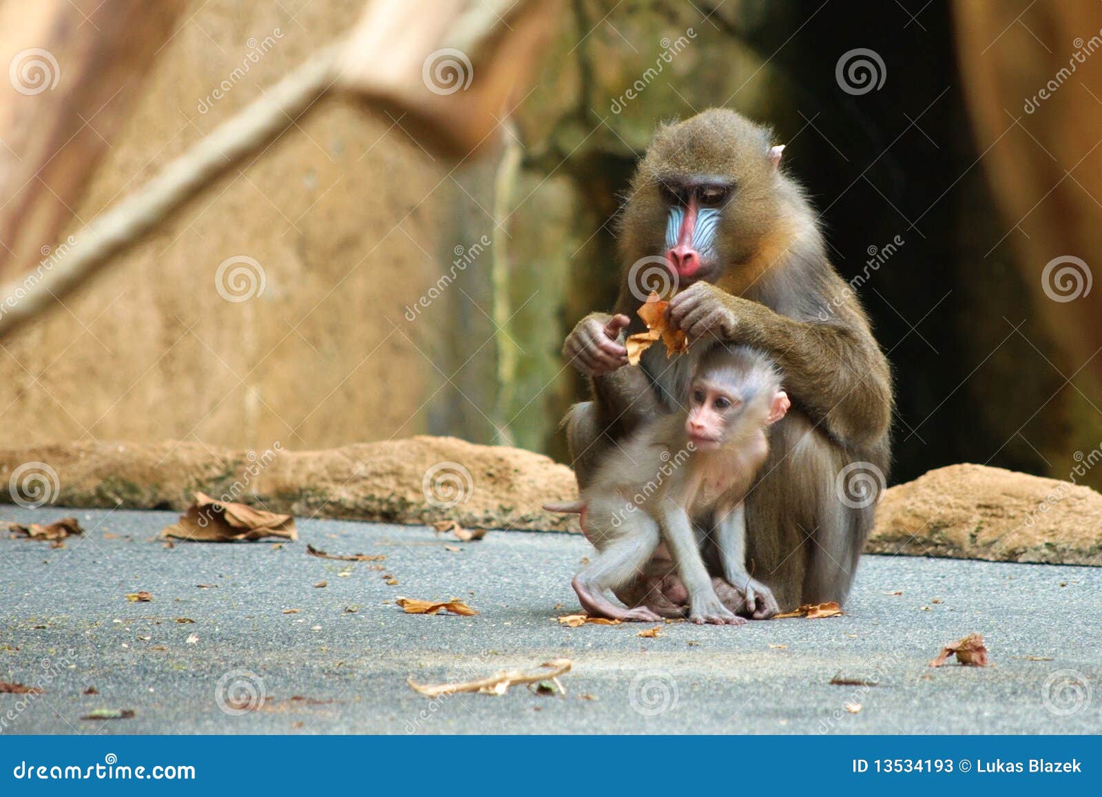 Mandrill Baboon Baby