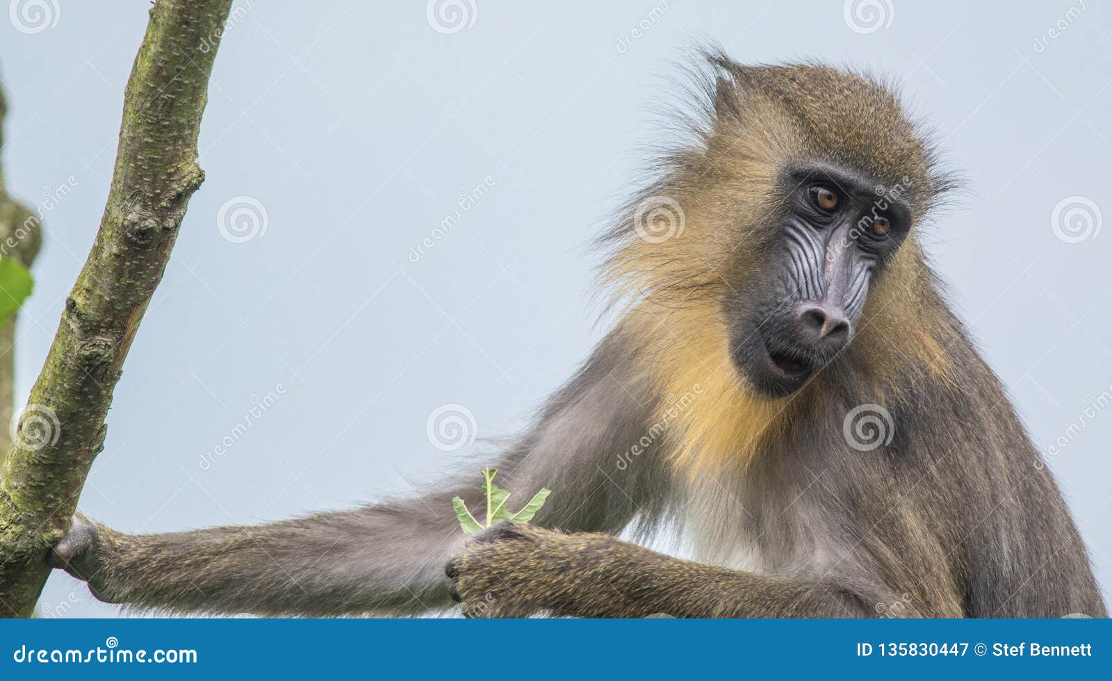 Mandrill stock image. Image of climbing, young, mandrill - 135830447