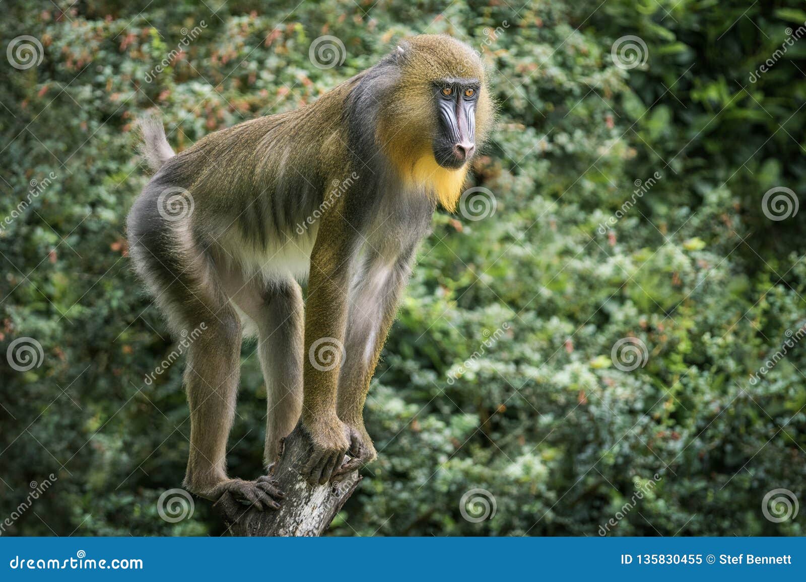 Mandrill stock image. Image of baby, cute, nature, tree - 135830455