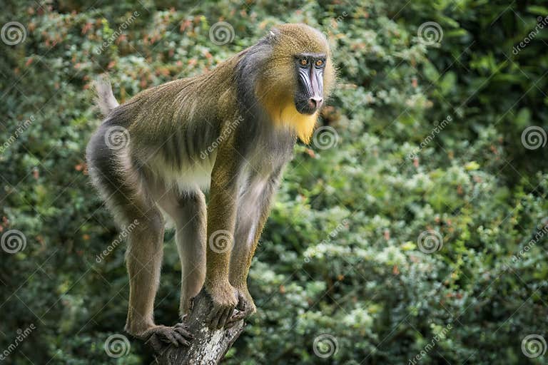 Mandrill stock image. Image of baby, cute, nature, tree - 135830455